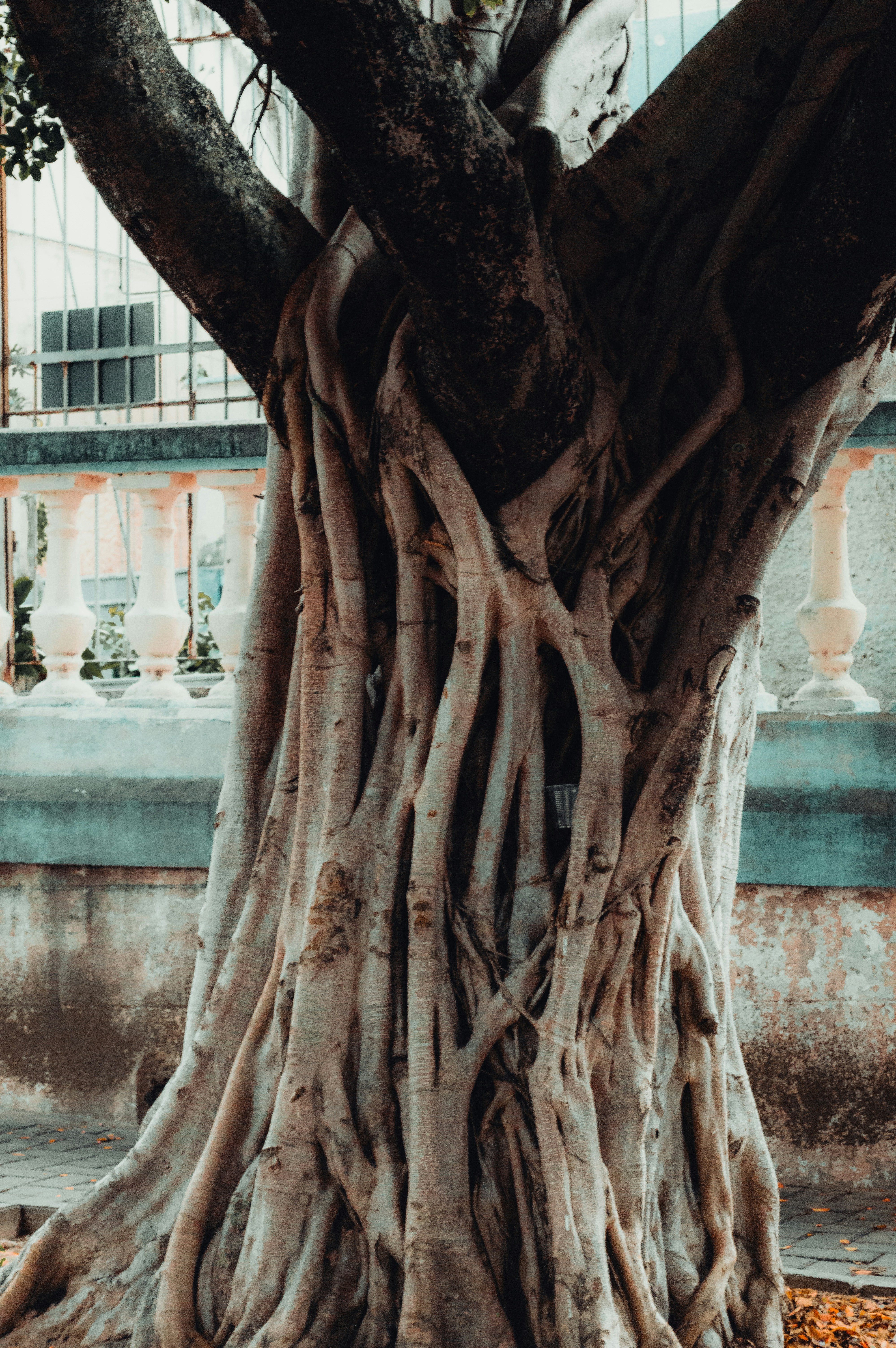 Ancient roots: a knot of life weaving through a weathered trunk