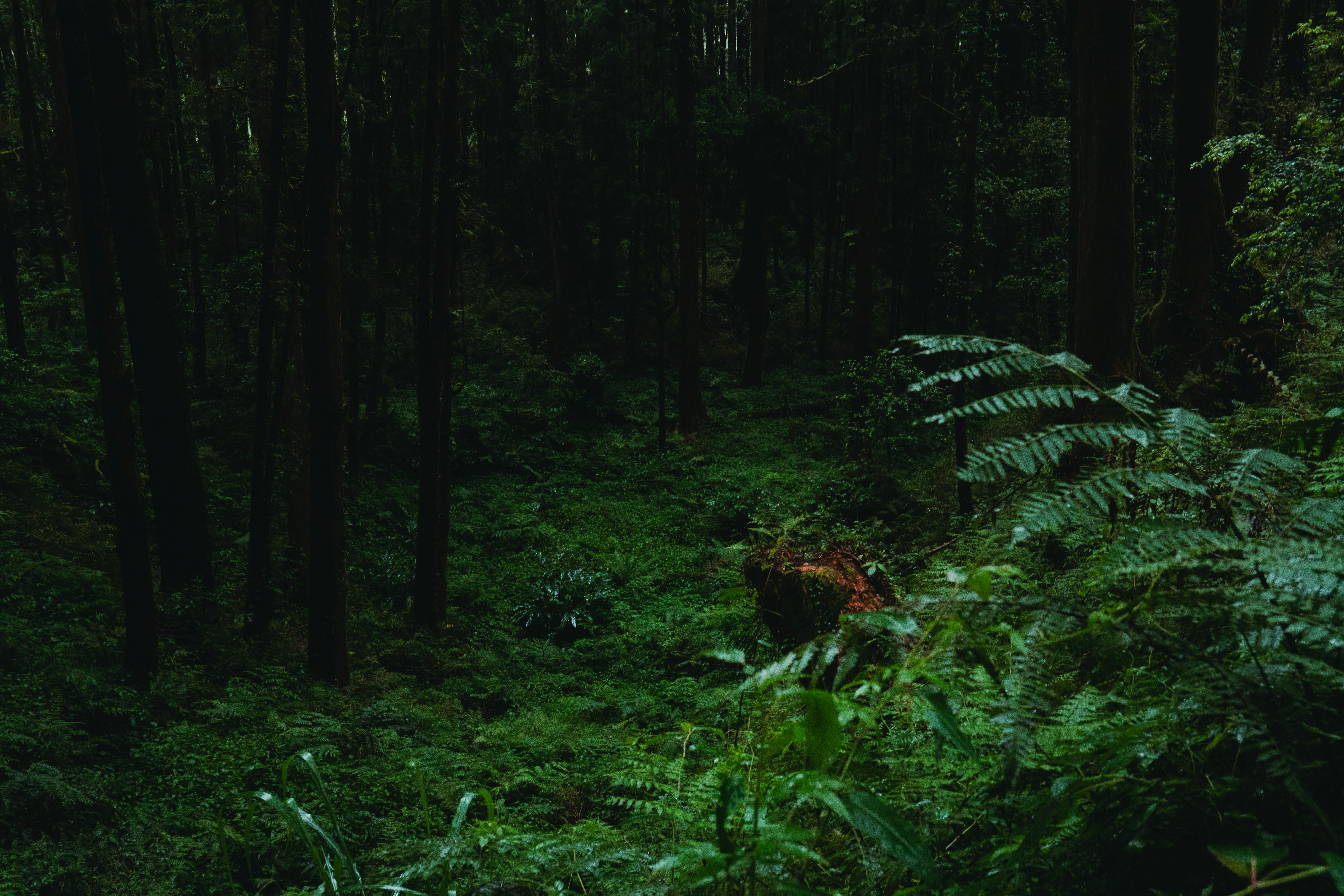 Hidden Deer Among Ferns in a Murky Forest Understory