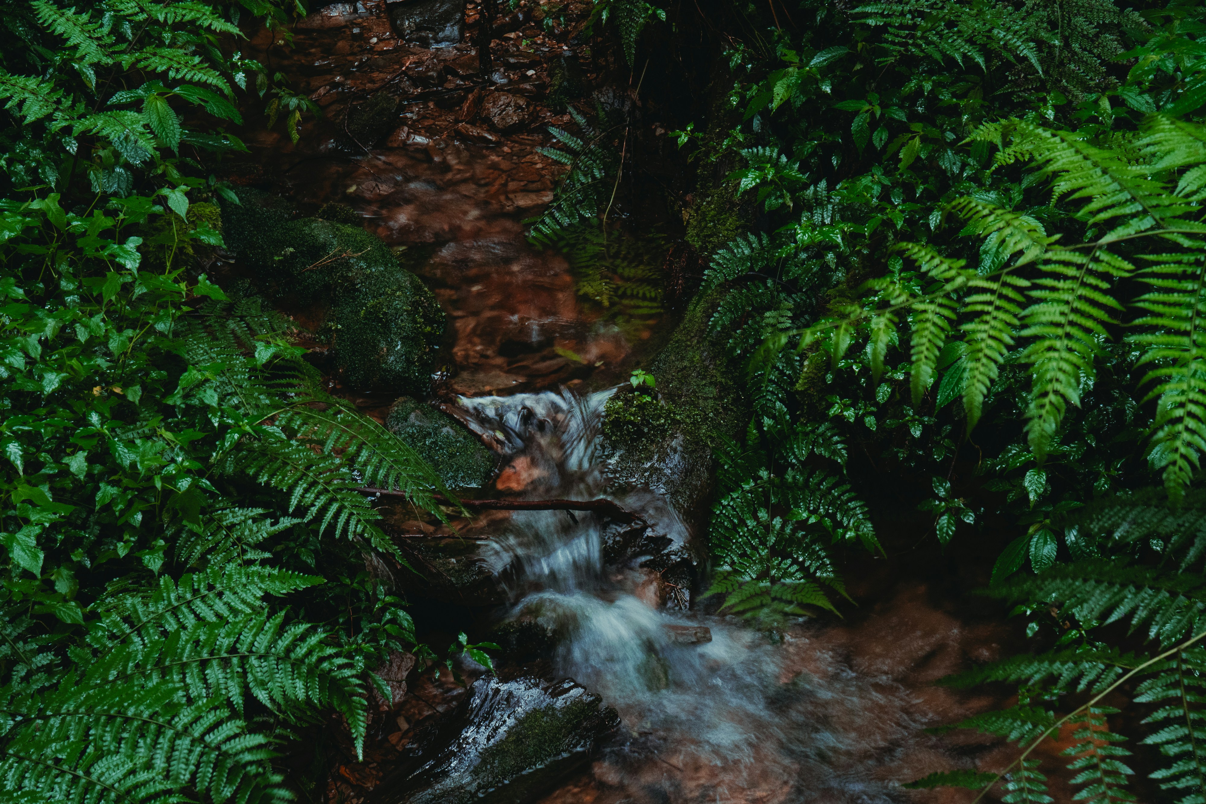 Emerald Cascade: Ferns Framing a Quiet Stream