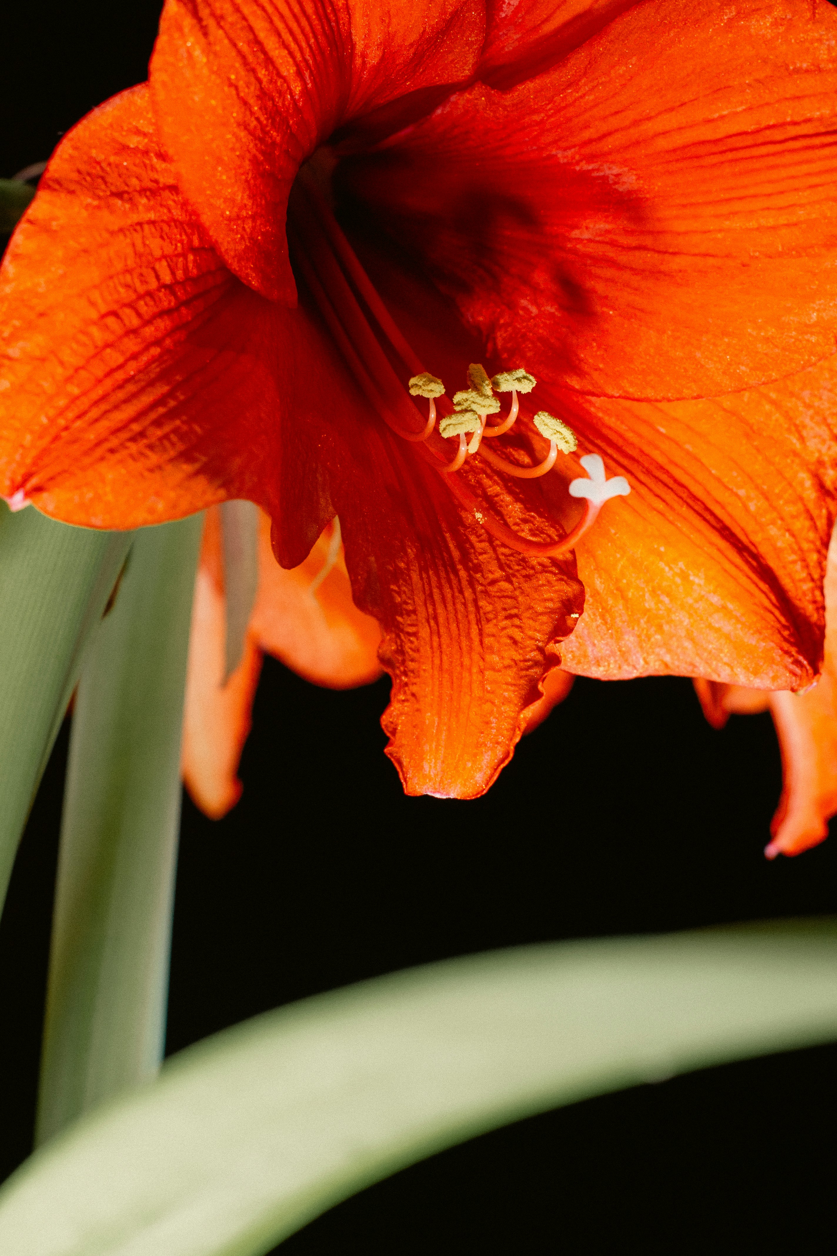 Crimson Amaryllis: Velvet Petals and Stamen in Velvet Darkness
