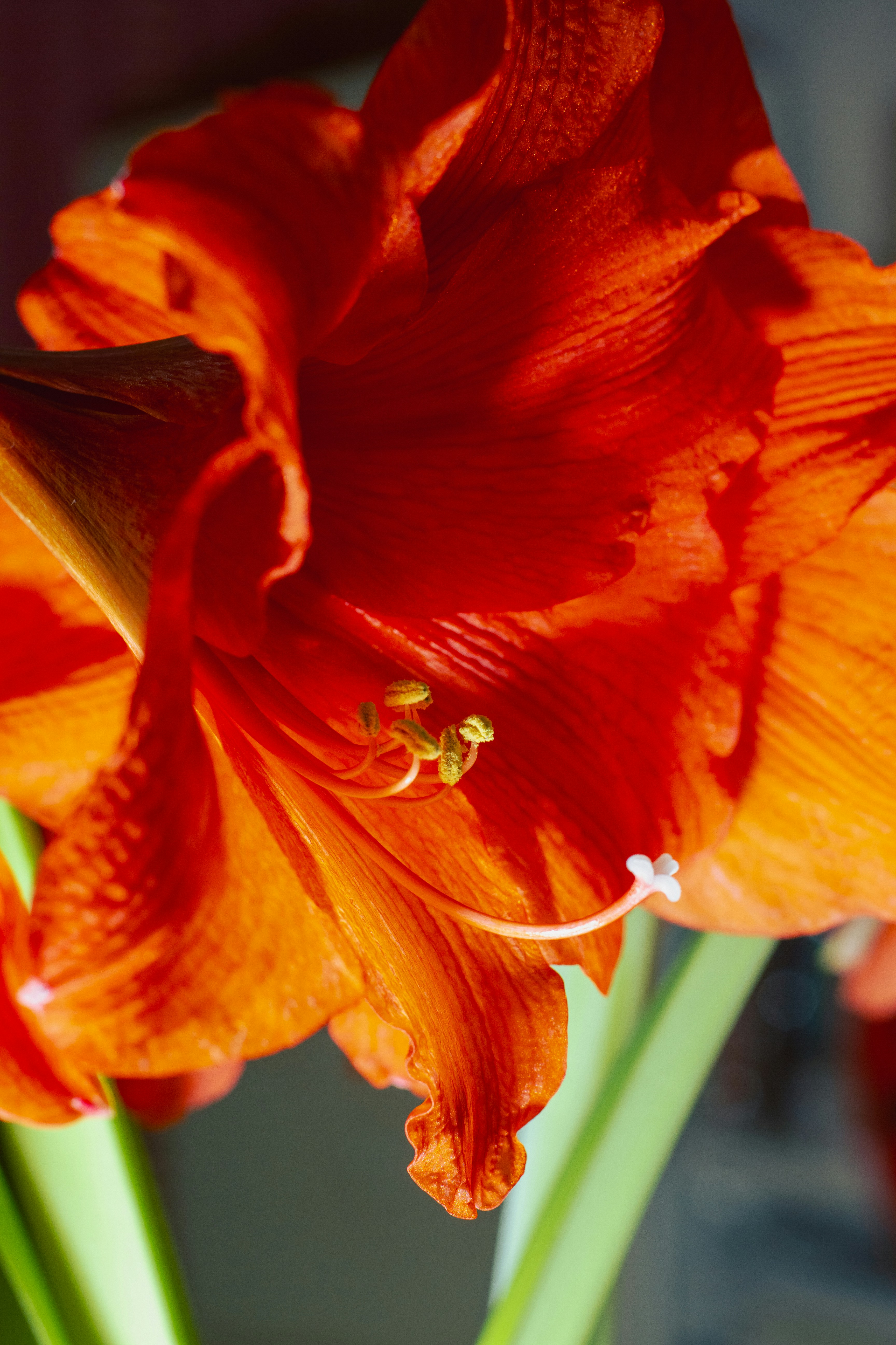 Crimson Petals: A Close-Up of Velvet Orange Bloom