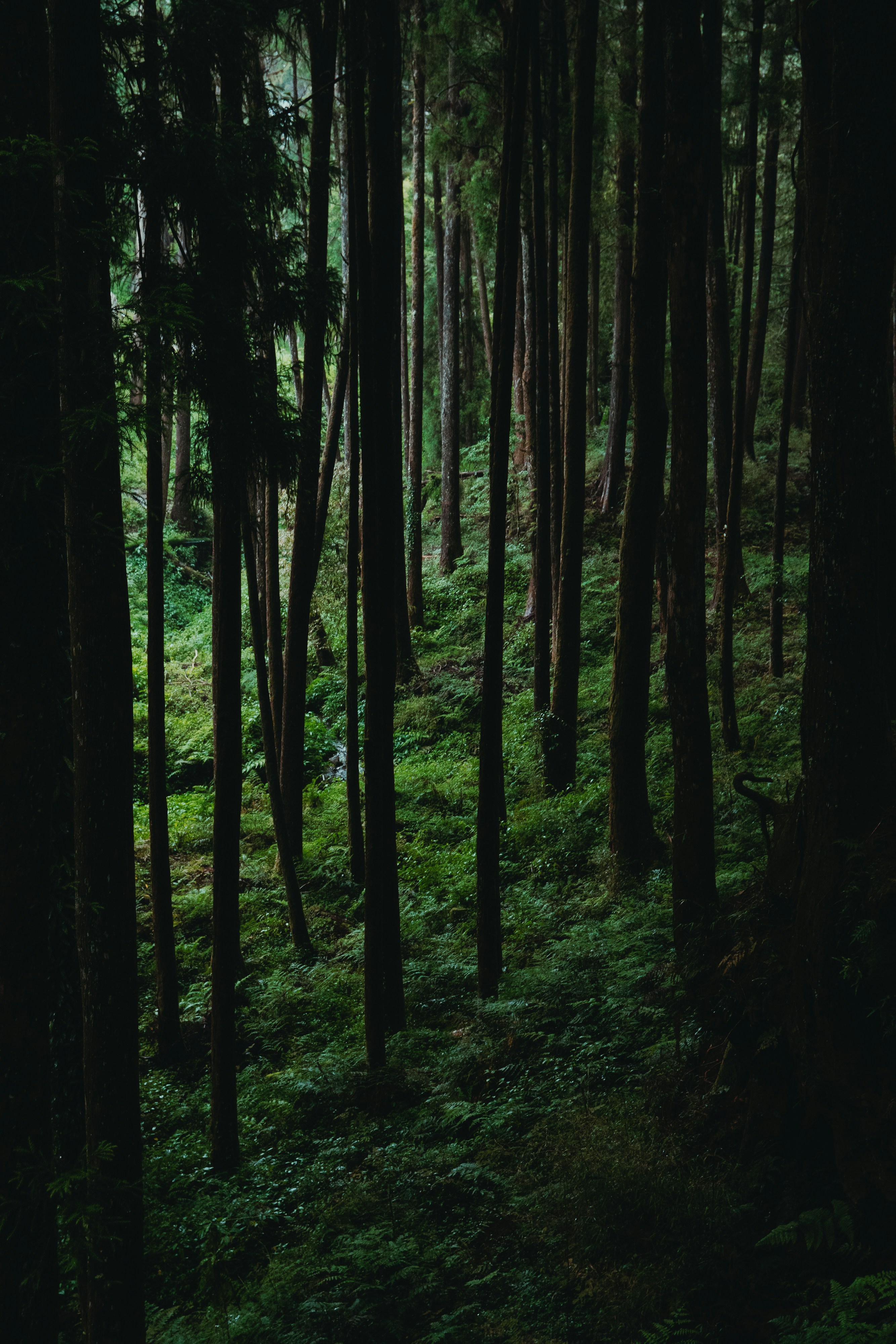 Emerald Corridor: A Quiet Ray Through the Forest Trunks