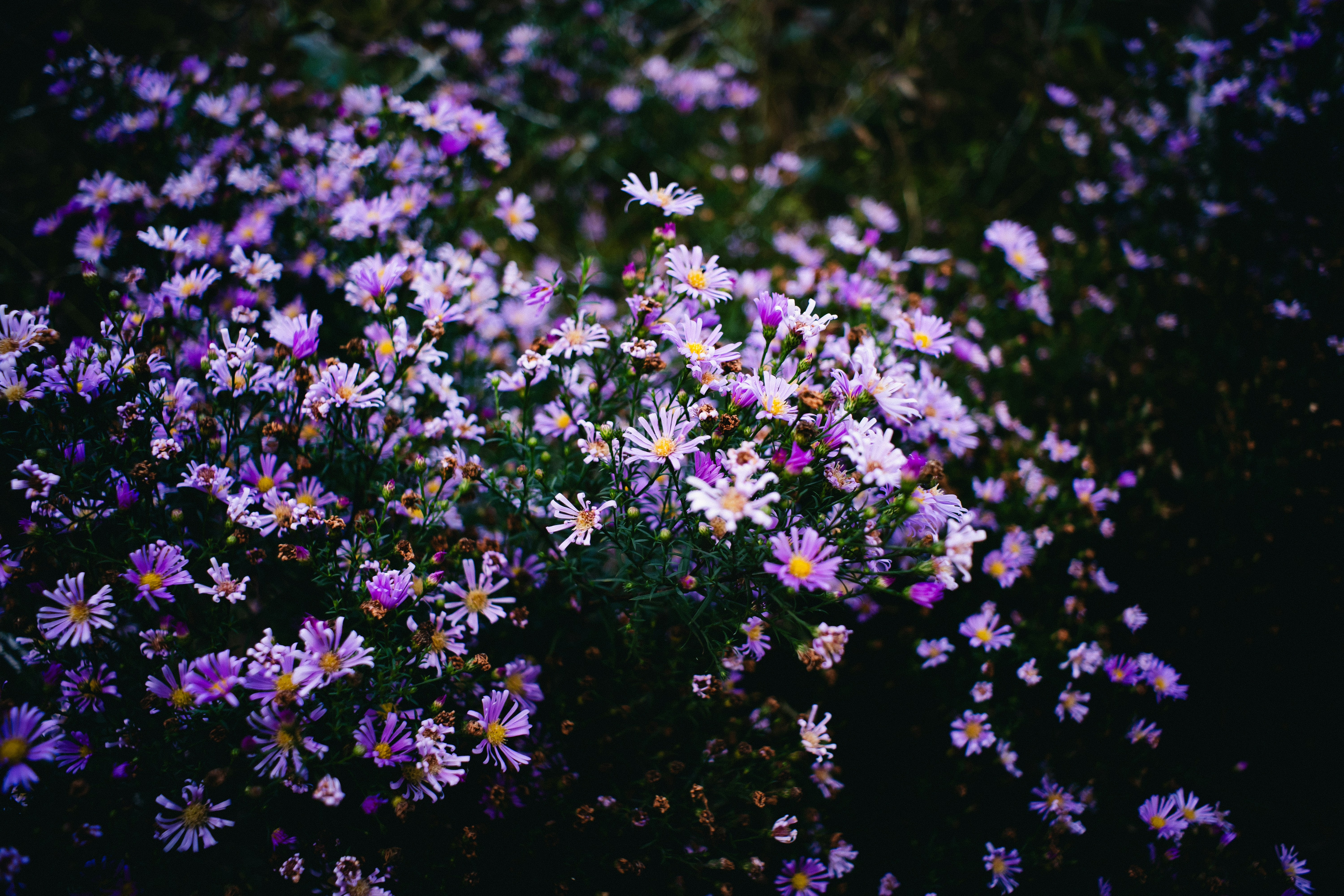 Garden of Purple Echoes: A Patchwork of Daisy-like Blooms