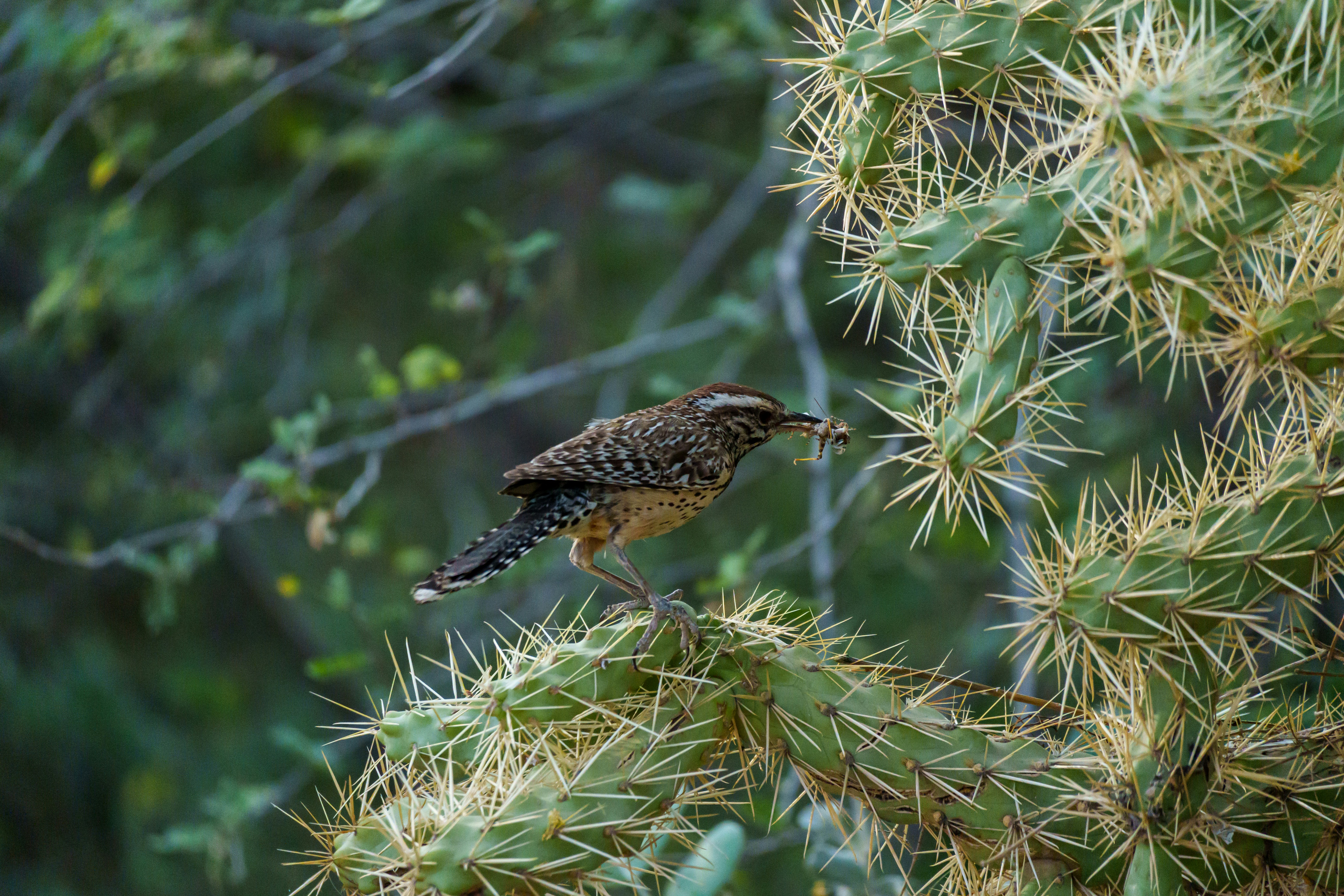 Hawkish Songbird Perched Among Spiky Cactus Lobes