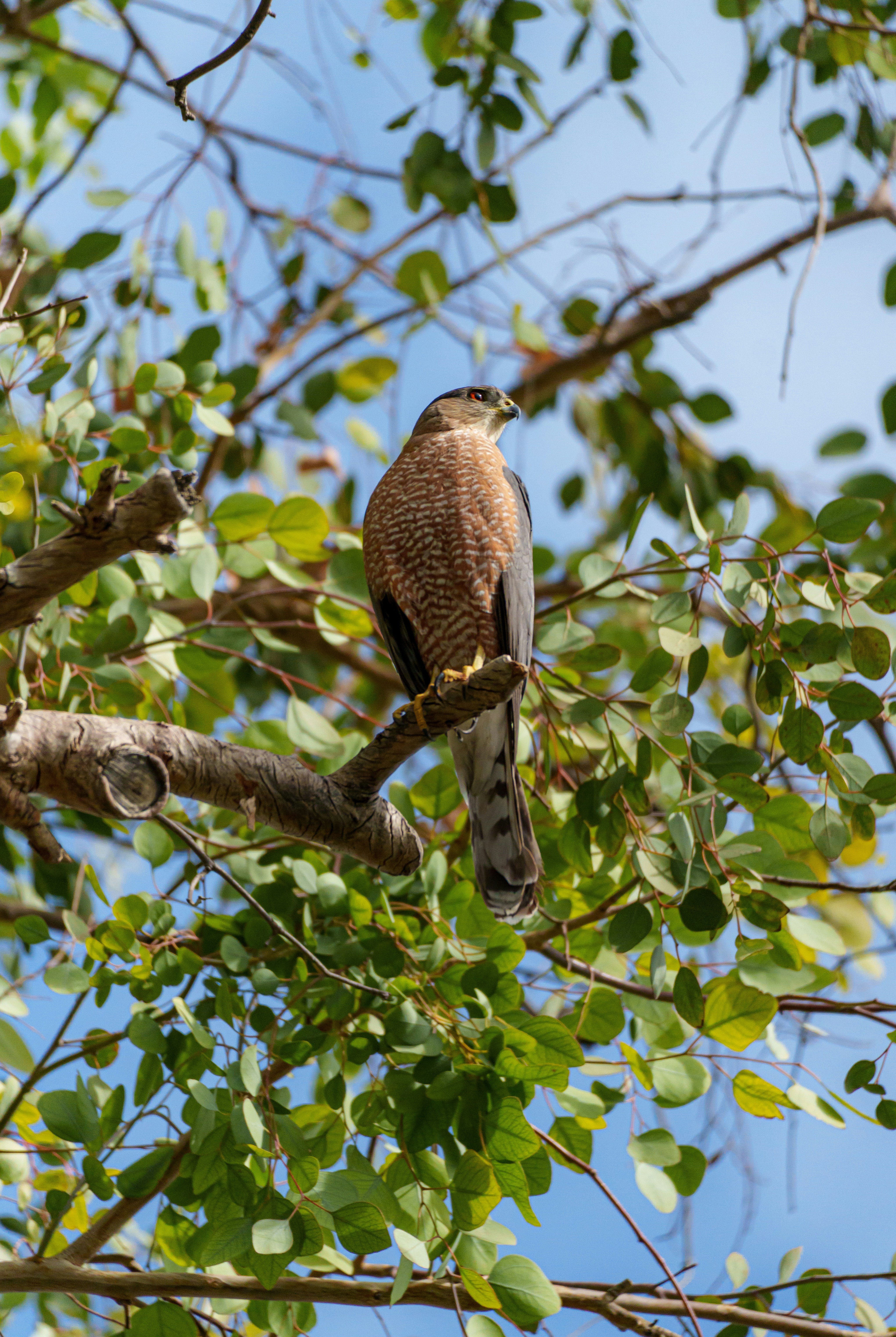 Raptor Perched Amid Green Veil Under Bright Sky