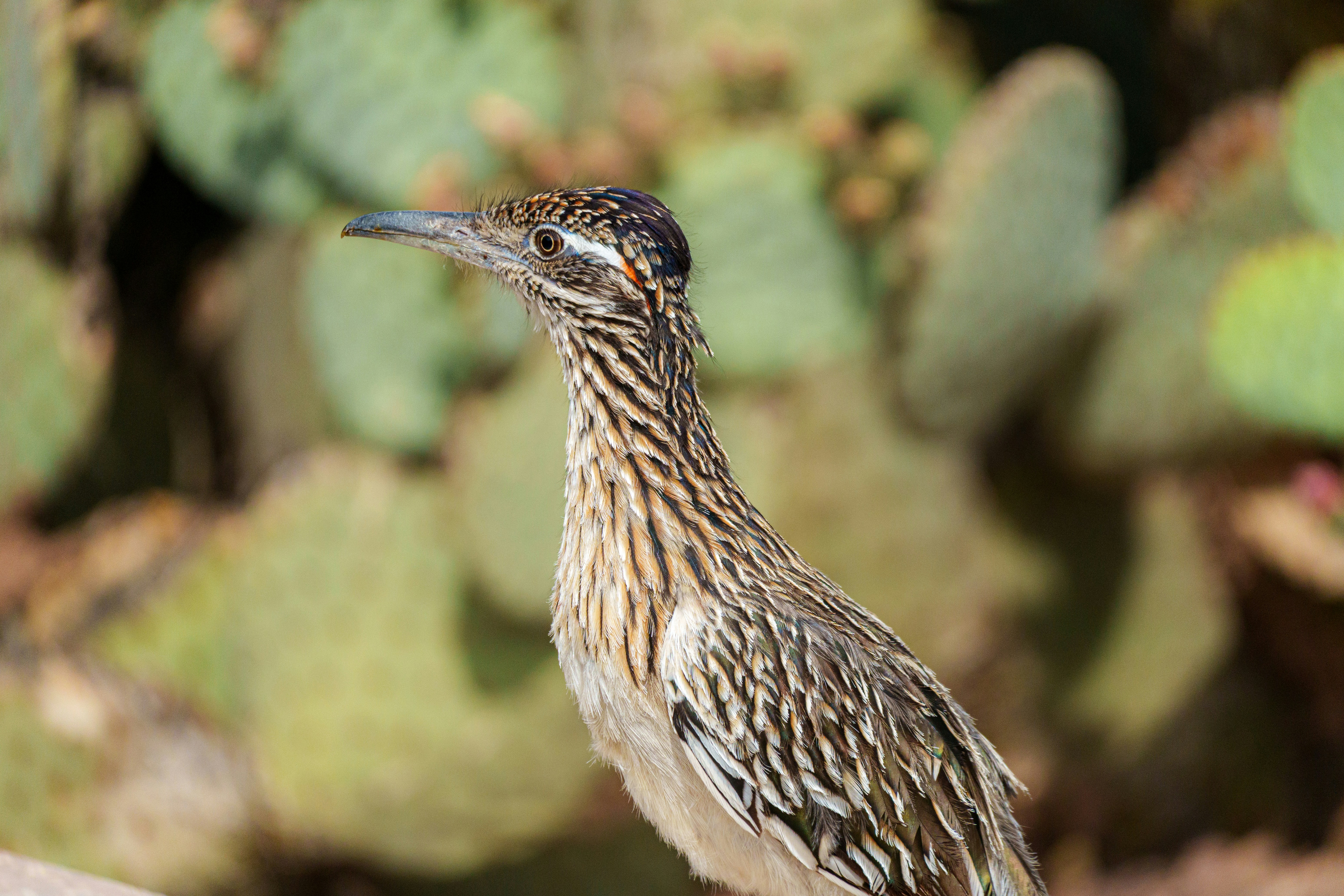 Portrait of a Capped Lanner-Striped Songbird amid Desert Succulents