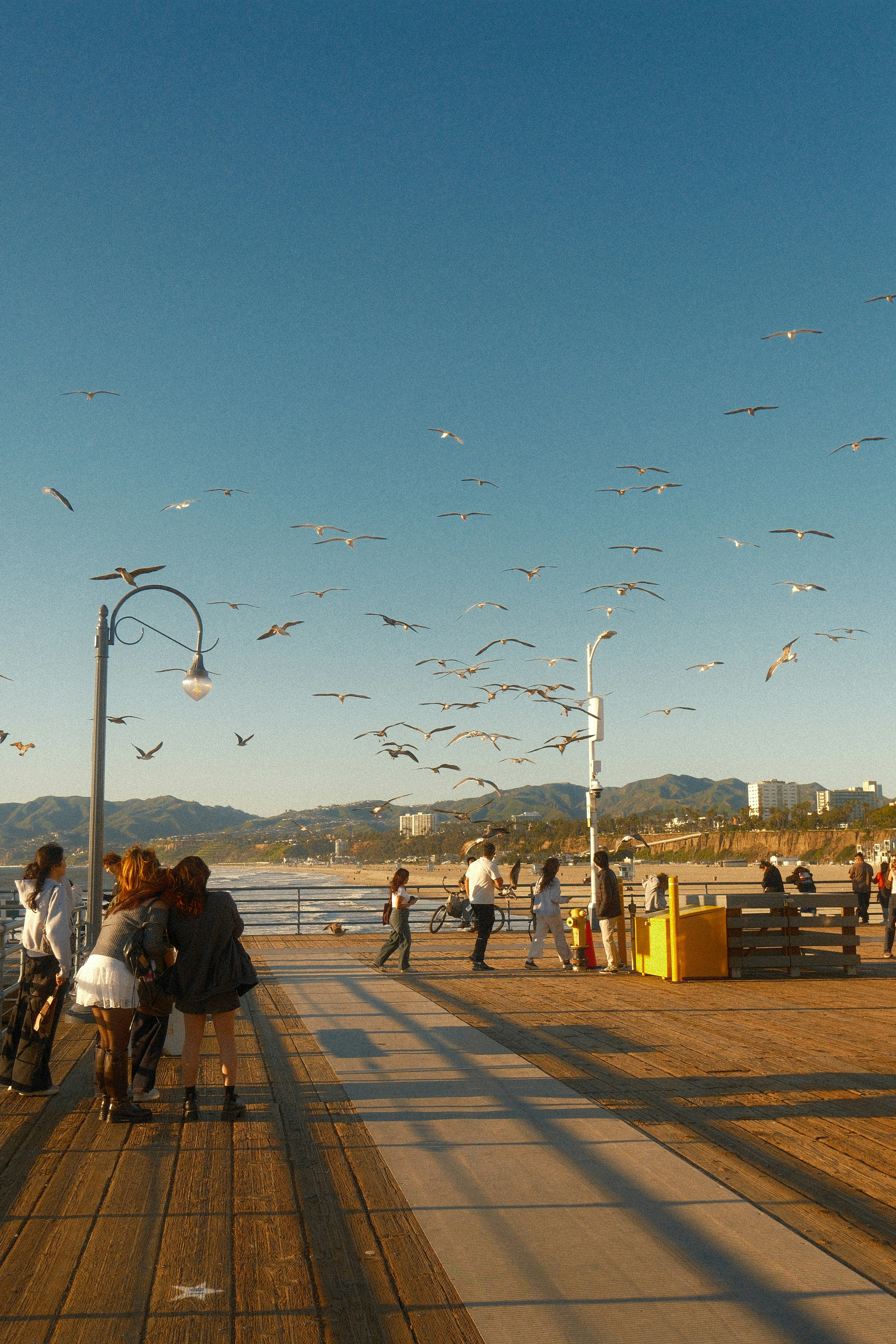 Seagulls Over the Boardwalk: A Golden Hour Gathering
