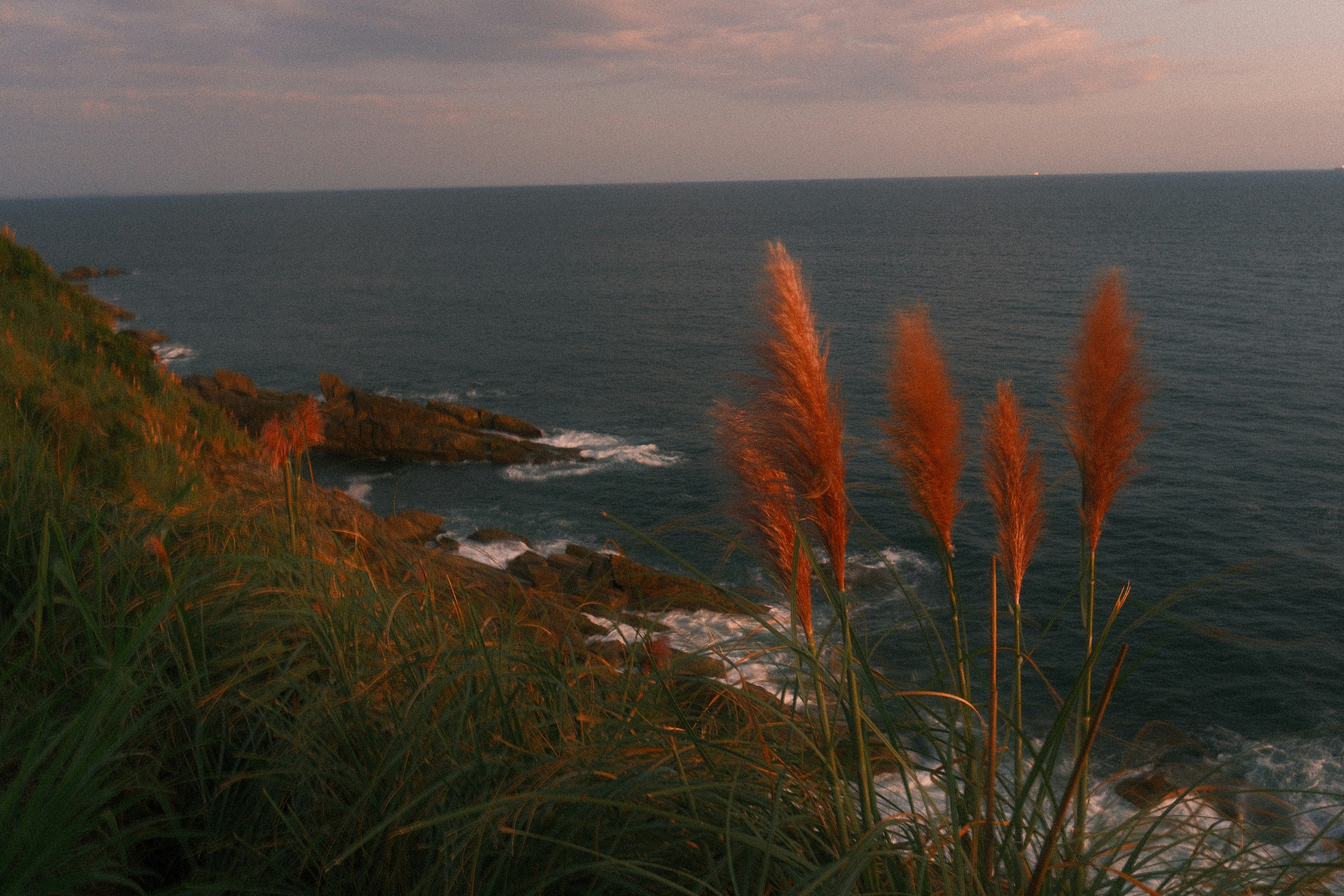 Coastal Plumes: Golden Foliage Framing a Quiet Sea