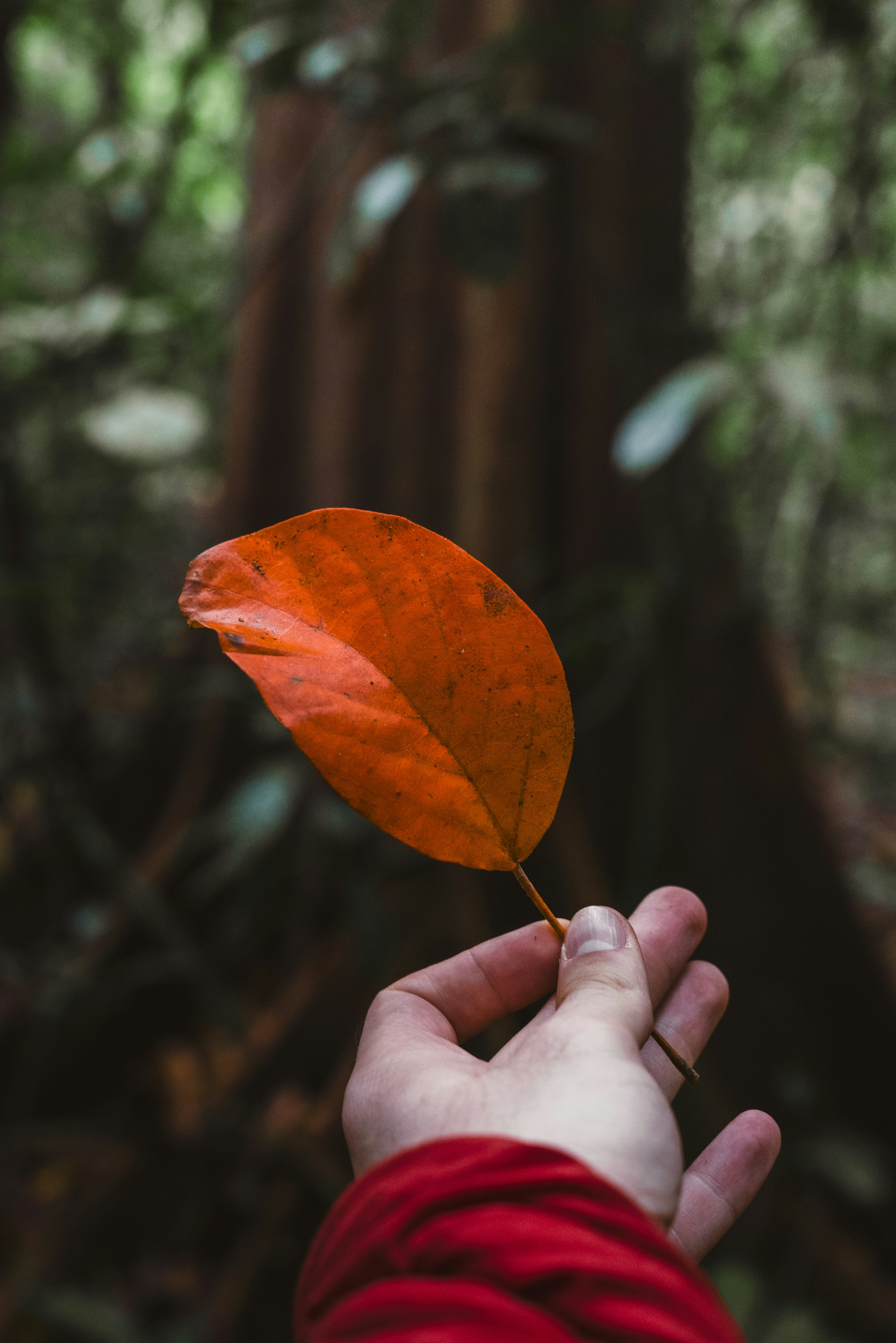 Autumn Ember: a Handful of Fire in a Forest Frame