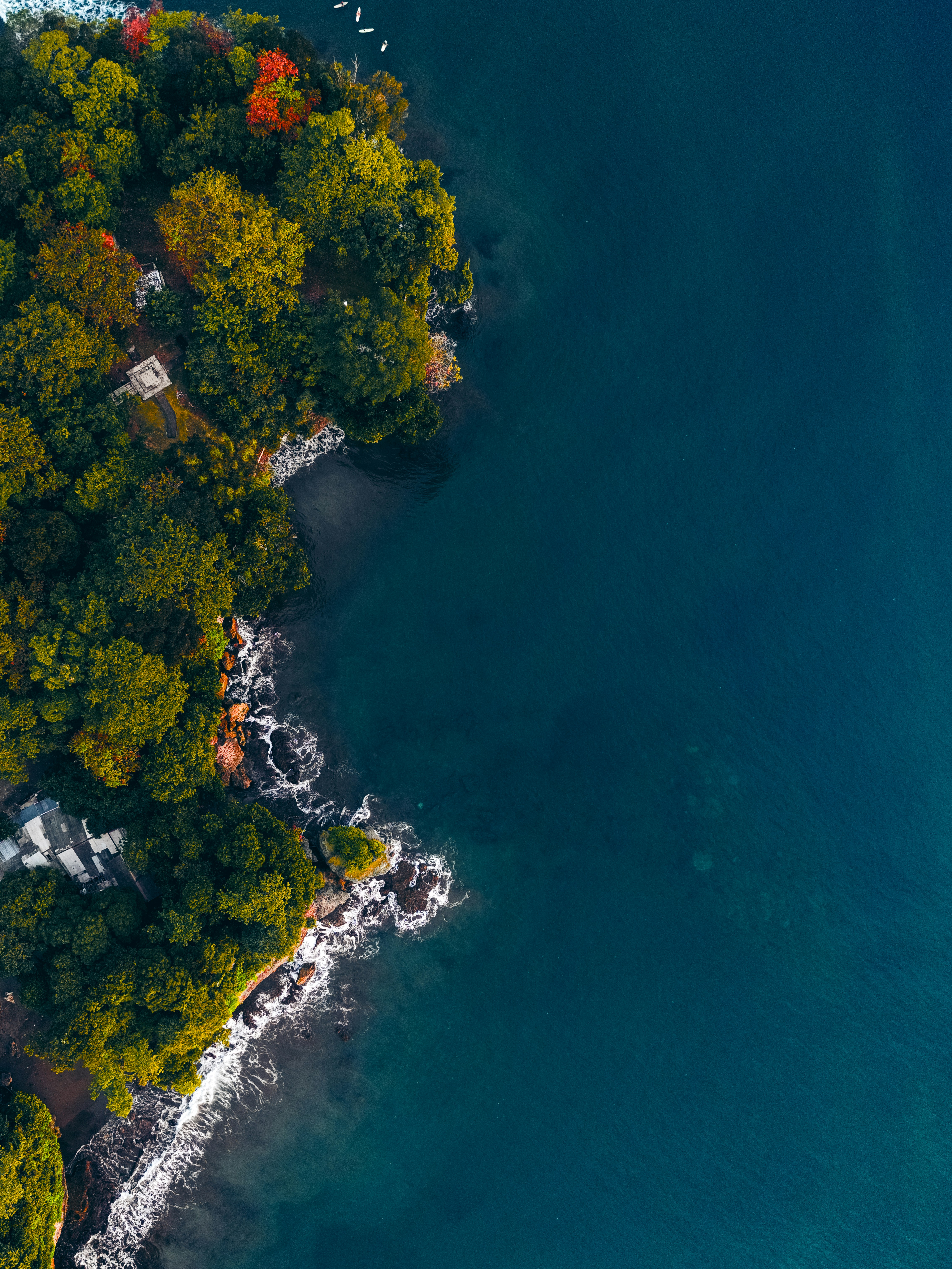 Coastal Cliffside canopy meeting the calm blue sea