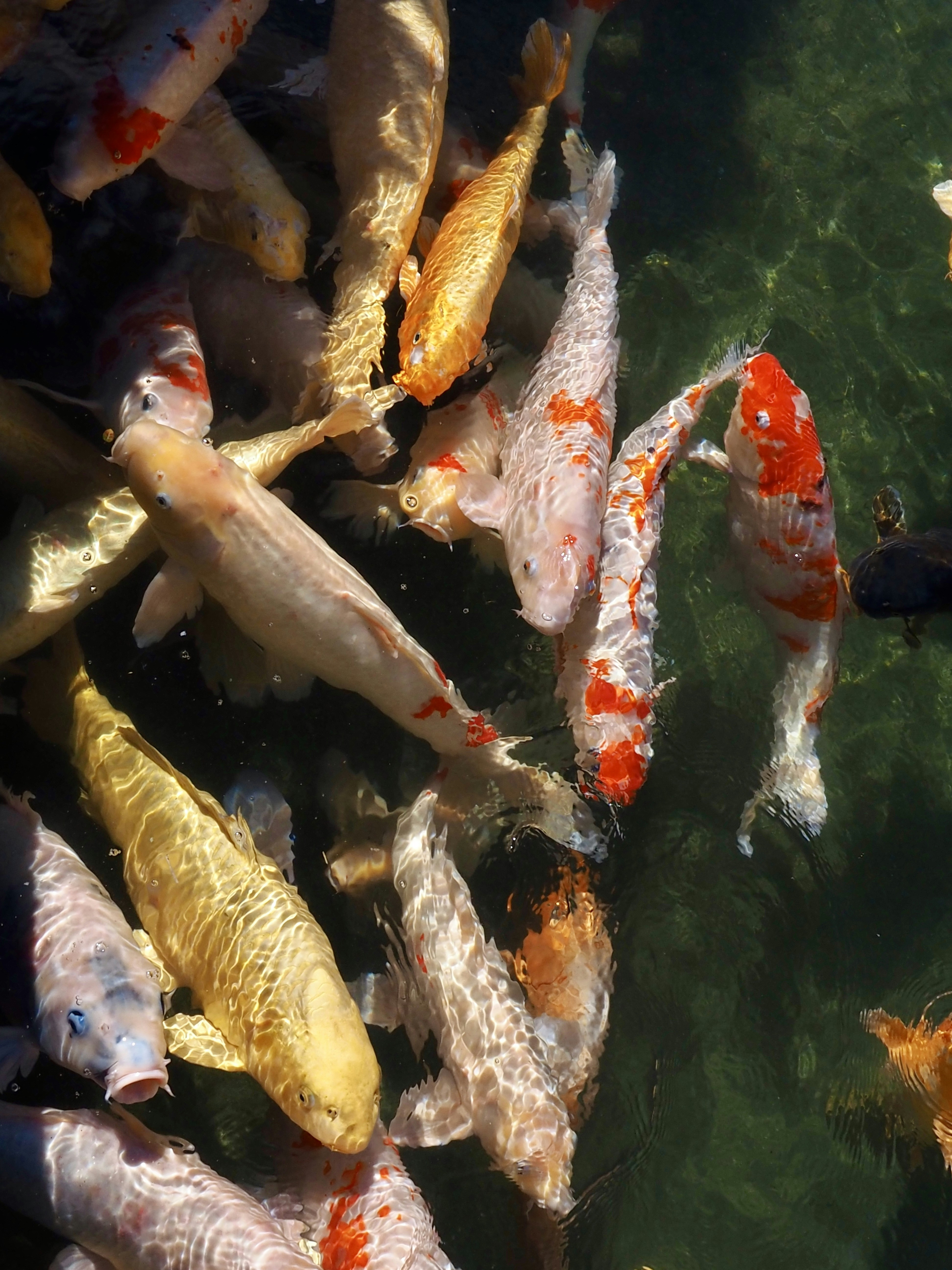 Colorful Koi Swirl: a crowded pond of koi slicing through light