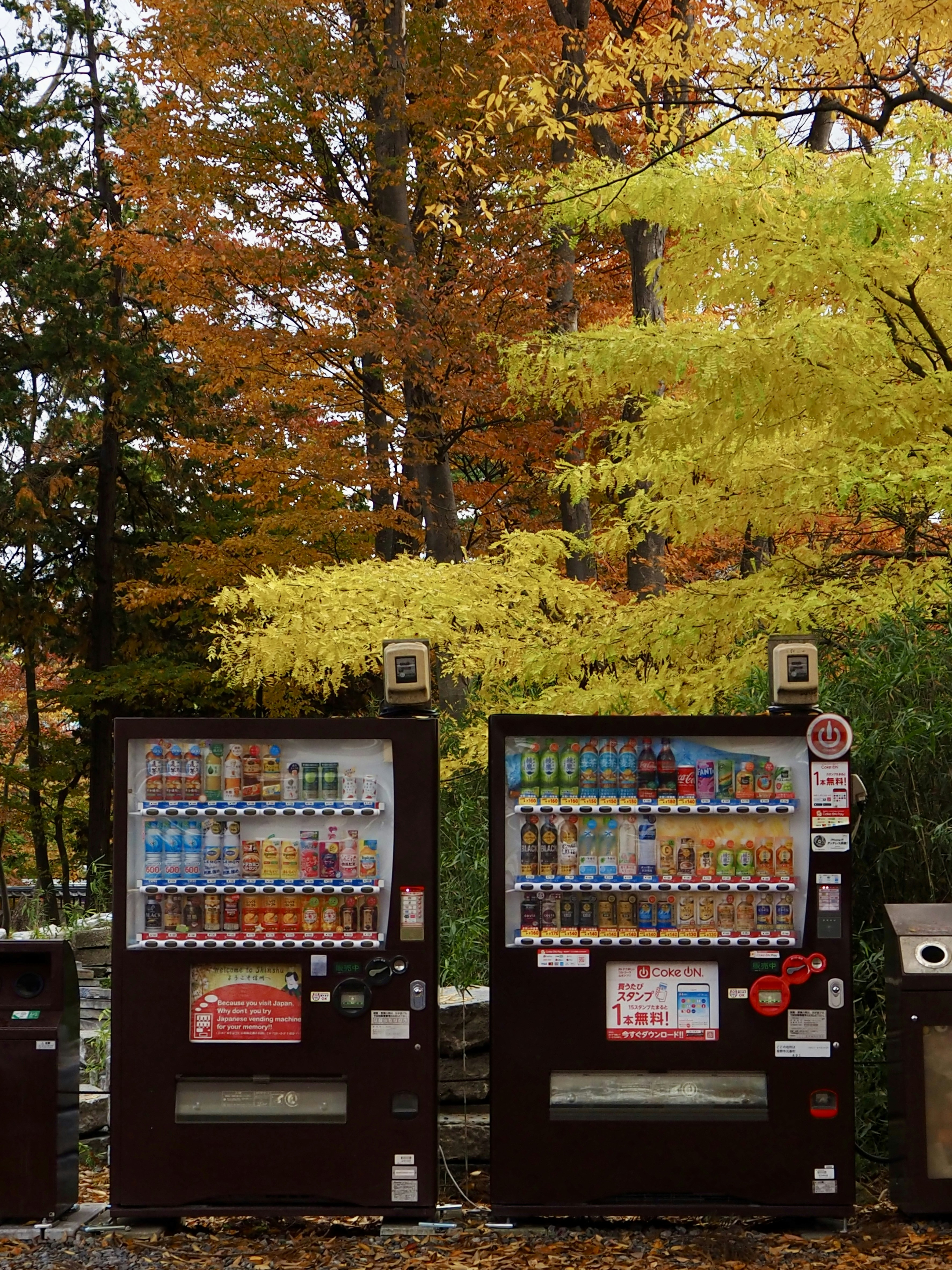 Autumn Vending: Vivid Leaves Above Quiet Vending Machines