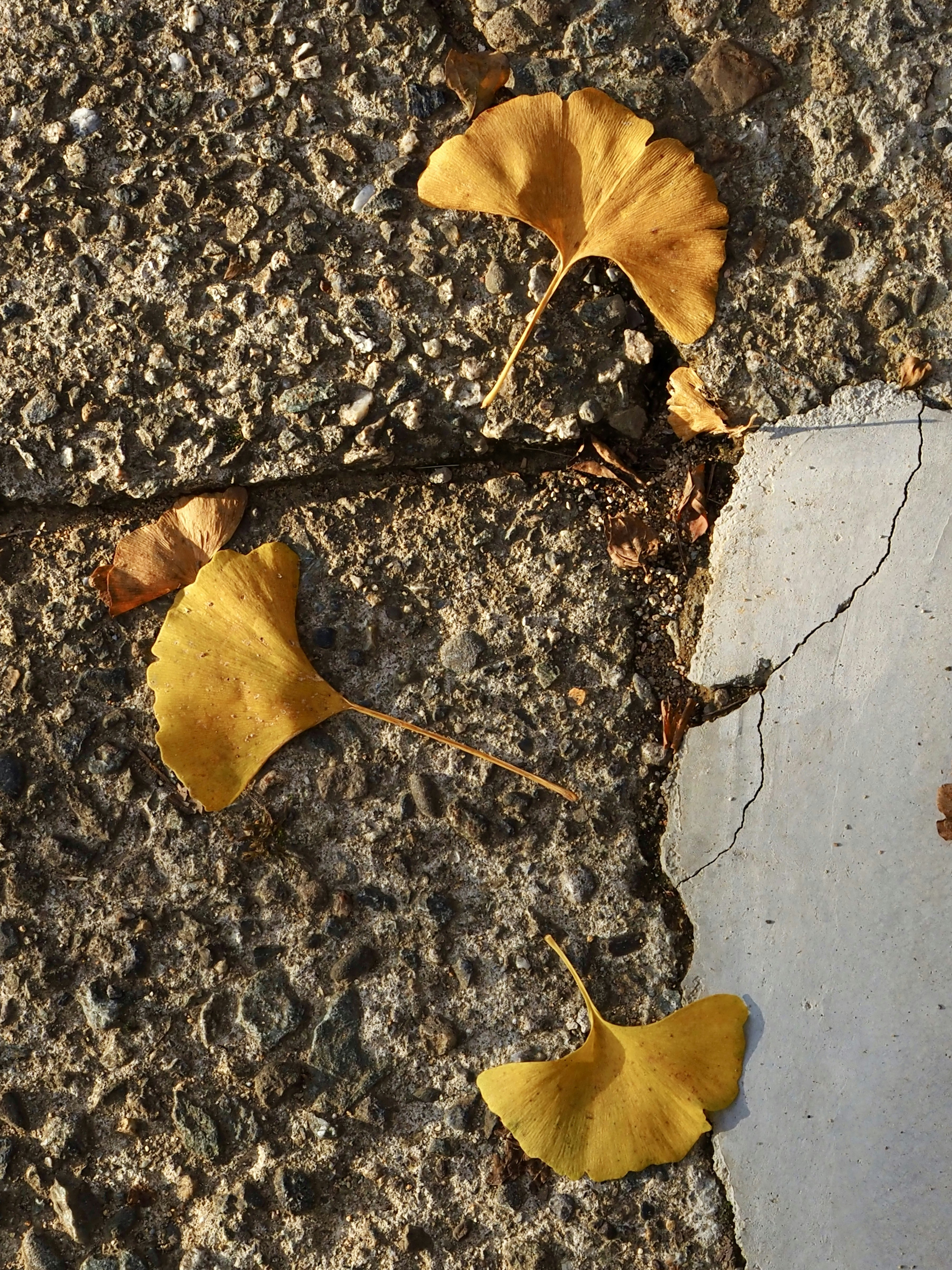 Autumn Gold on Rough Stone