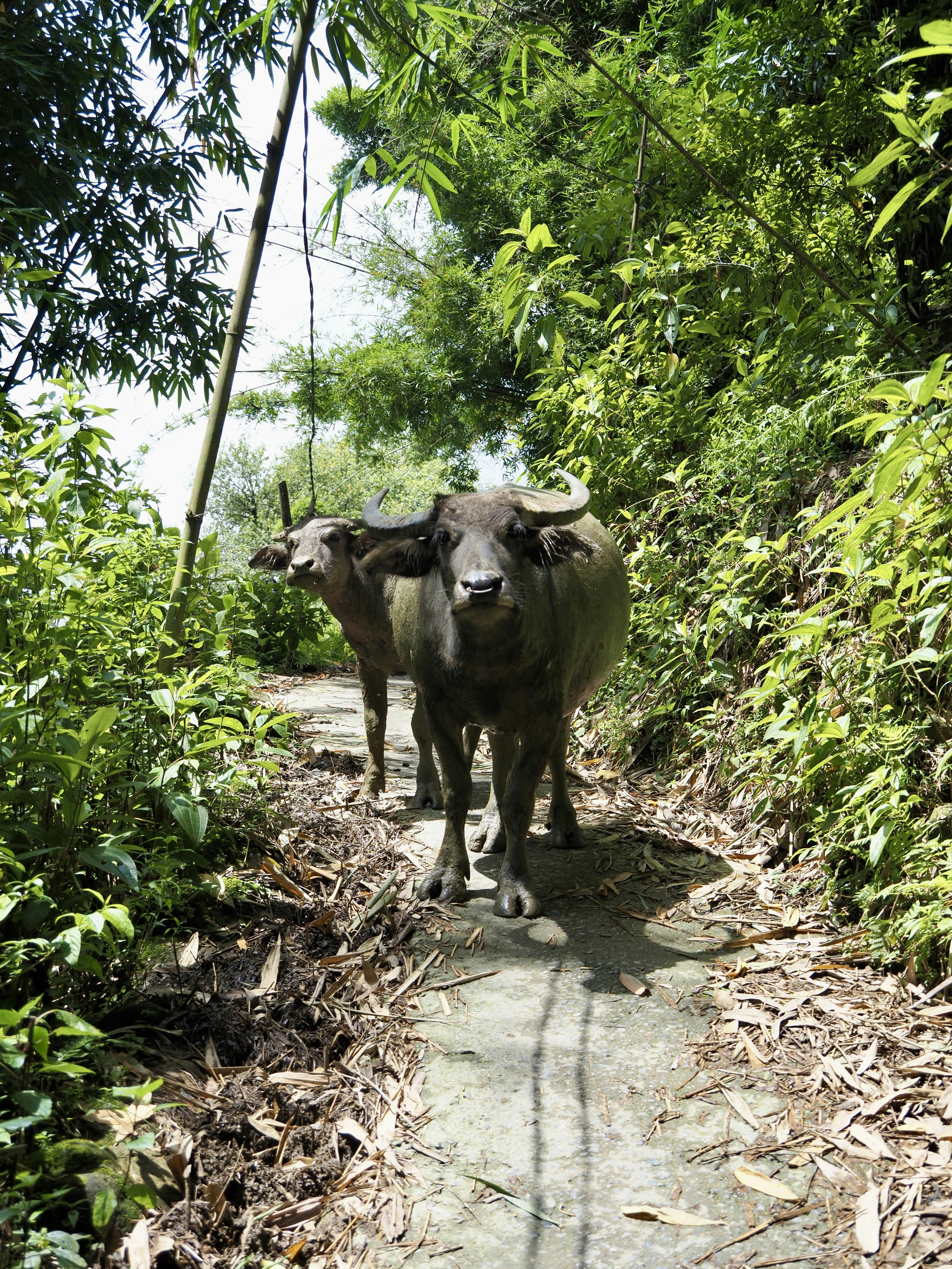 Dusky Water Buffaloes on a Narrow Path Through Lush Greenery
