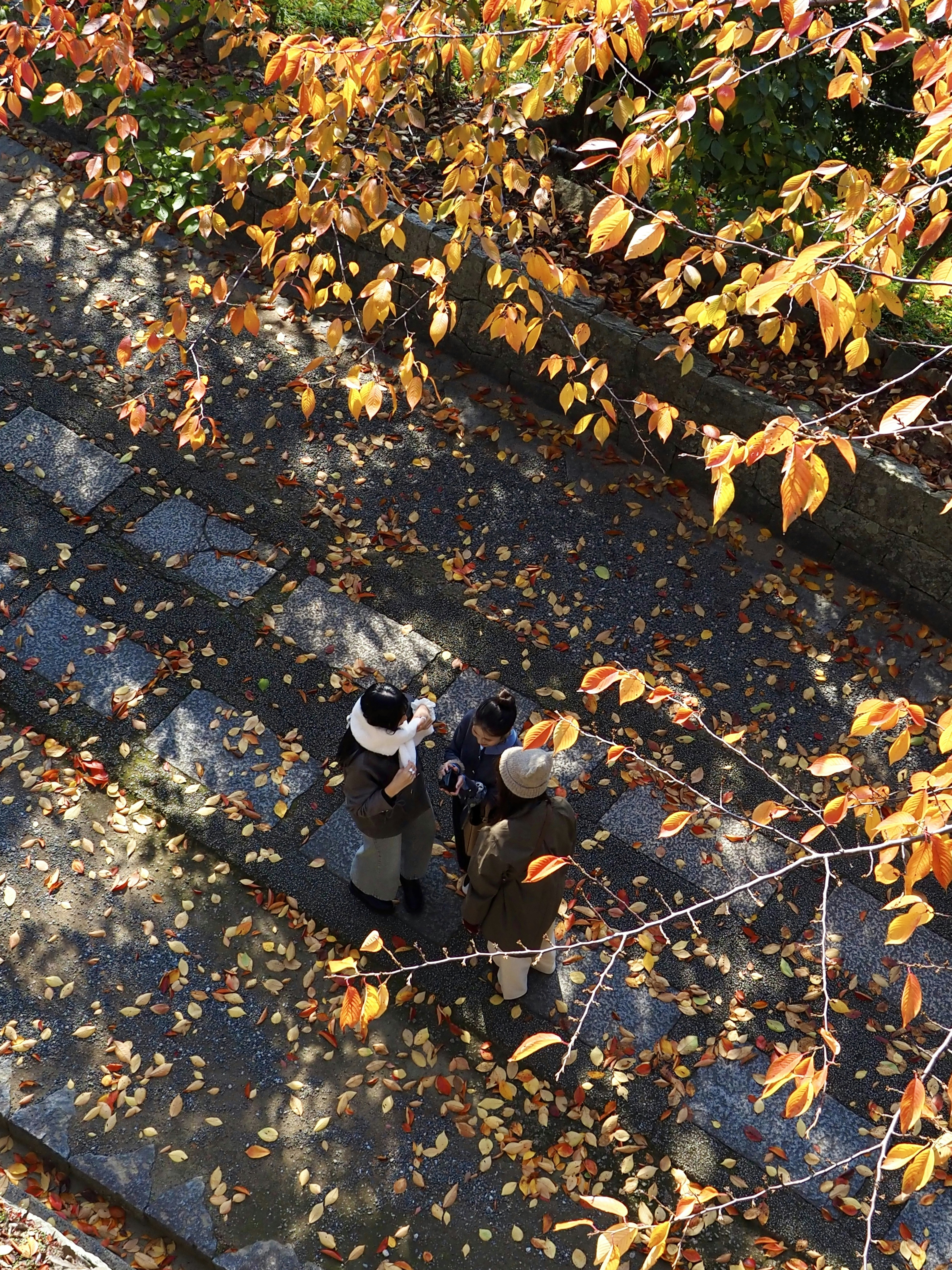 Autumn canopy over a quiet rooftop gathering