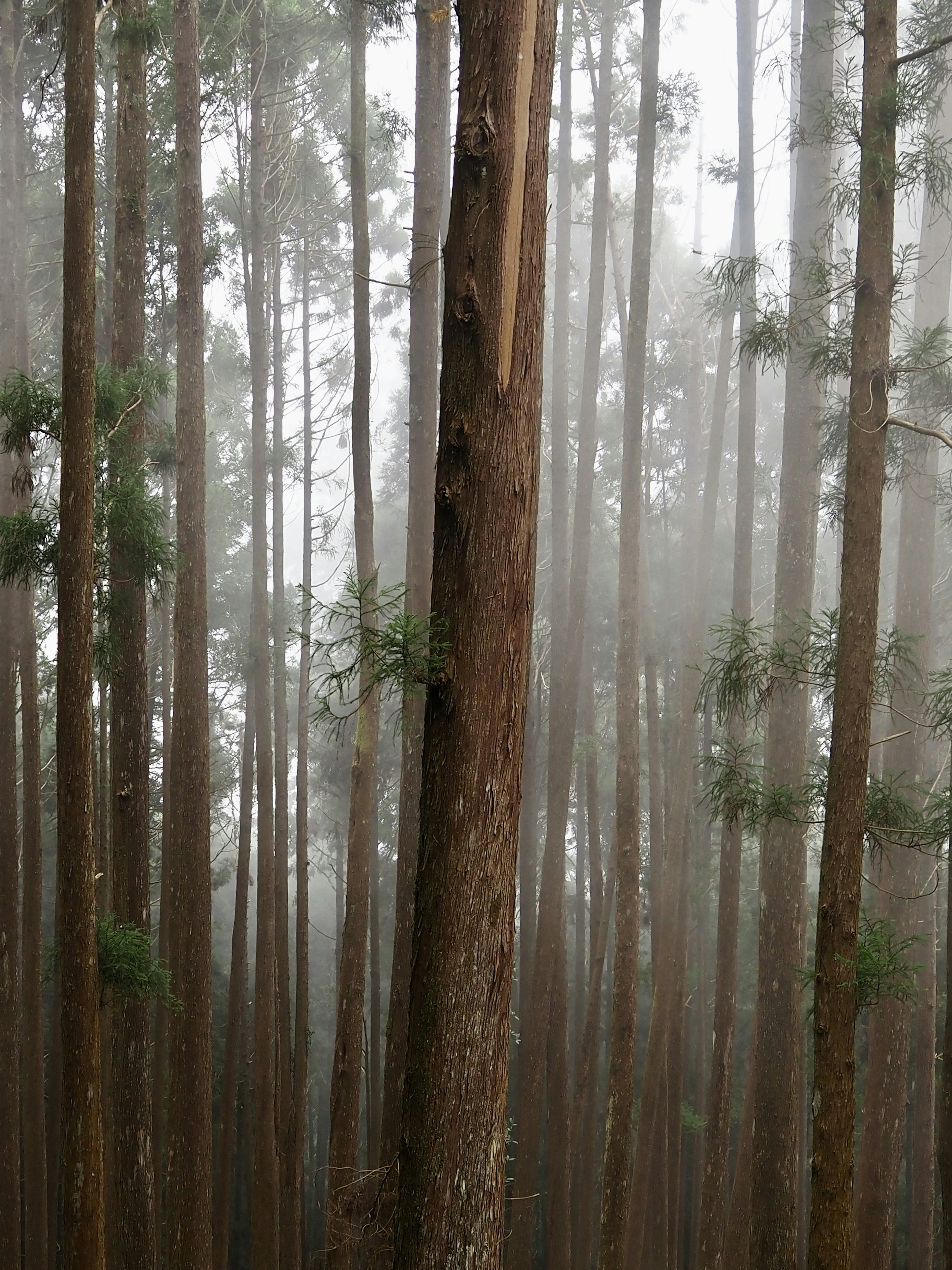 Mist among the Silent Pines