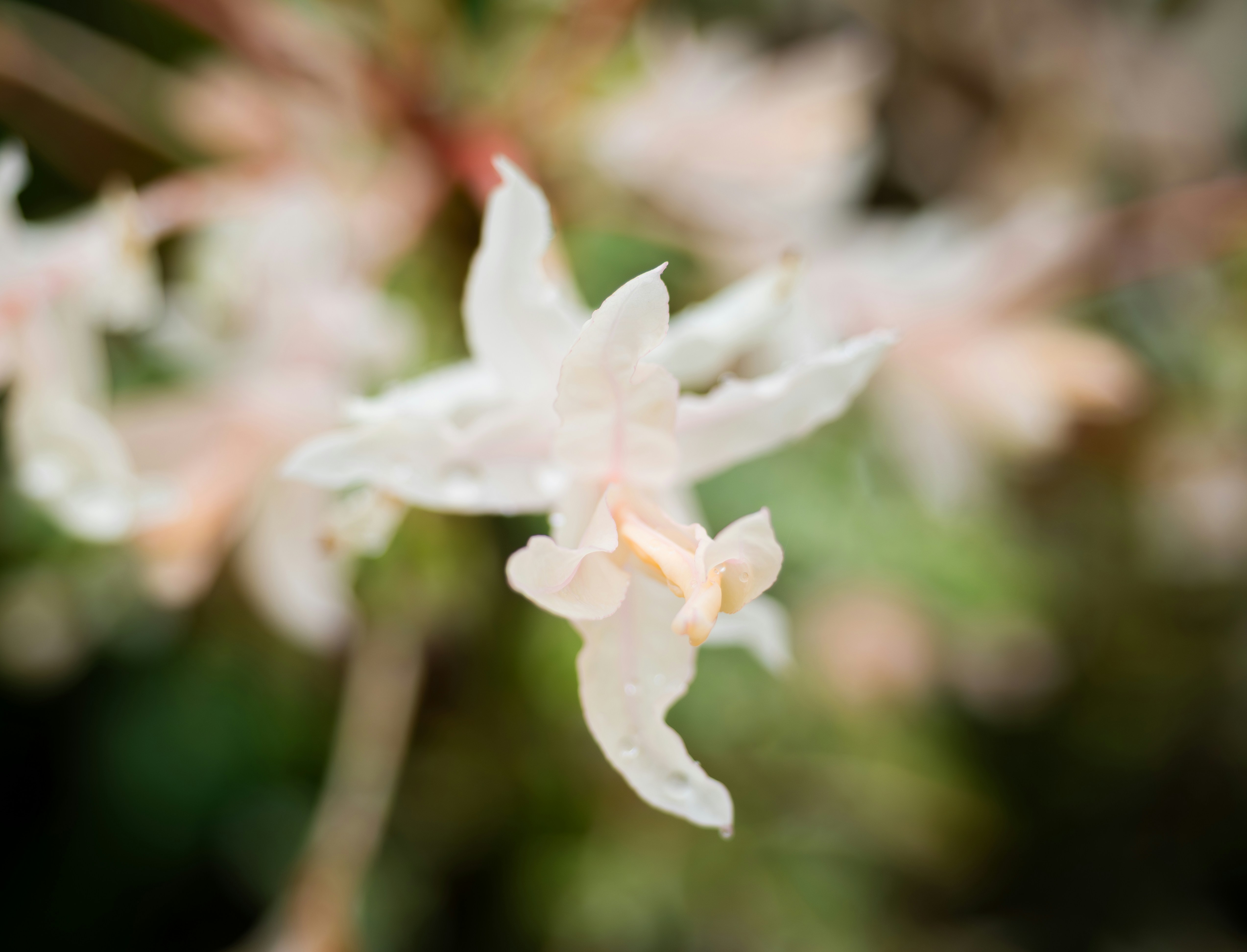 Soft Bloom in a Dreamy Blur