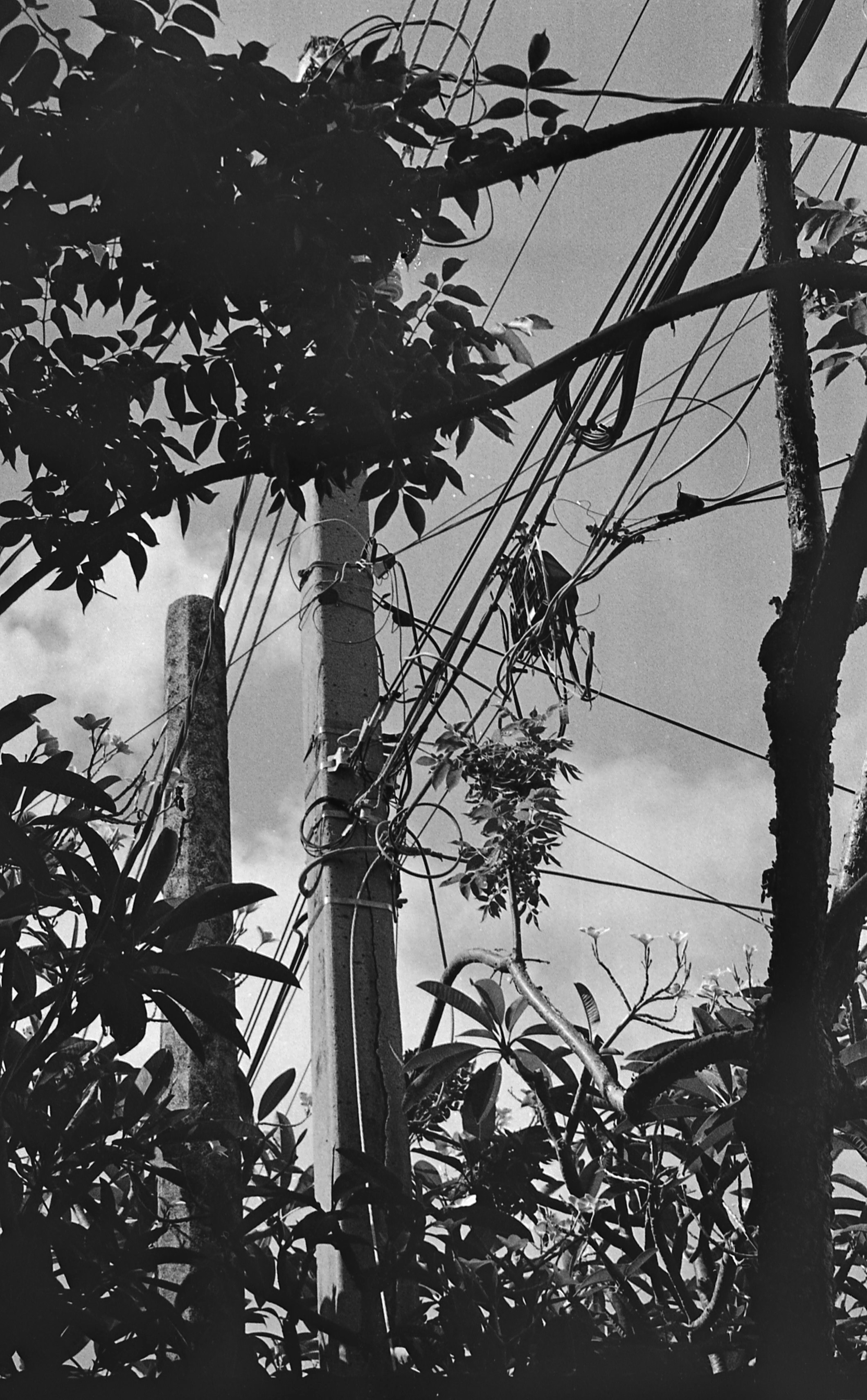 Cables and Canopy: Urban Ecology Tangle