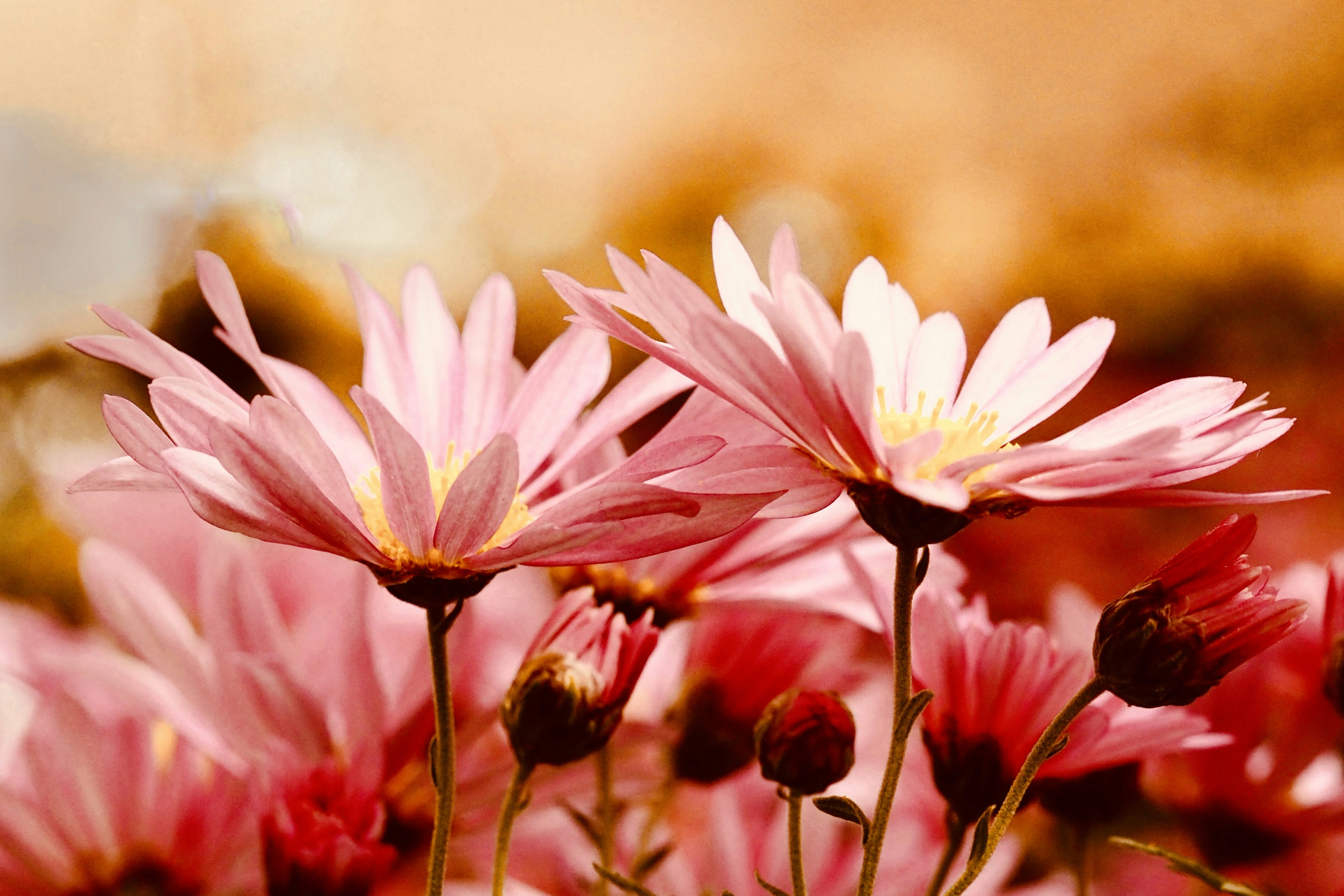 Midday Bloom: Pink petals converging into a sunlit cluster