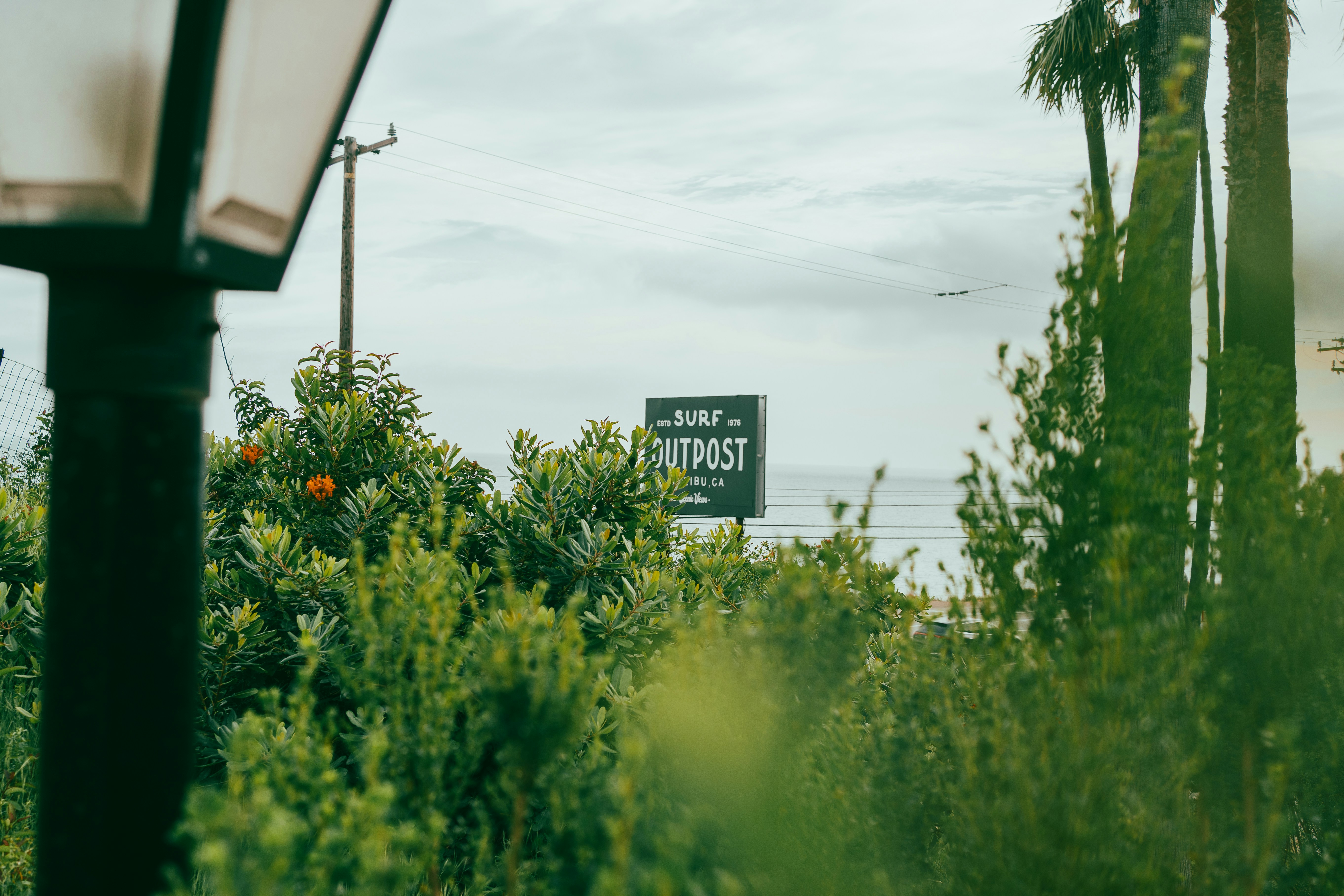 Suburban Greenery Framing a Distant Signboard