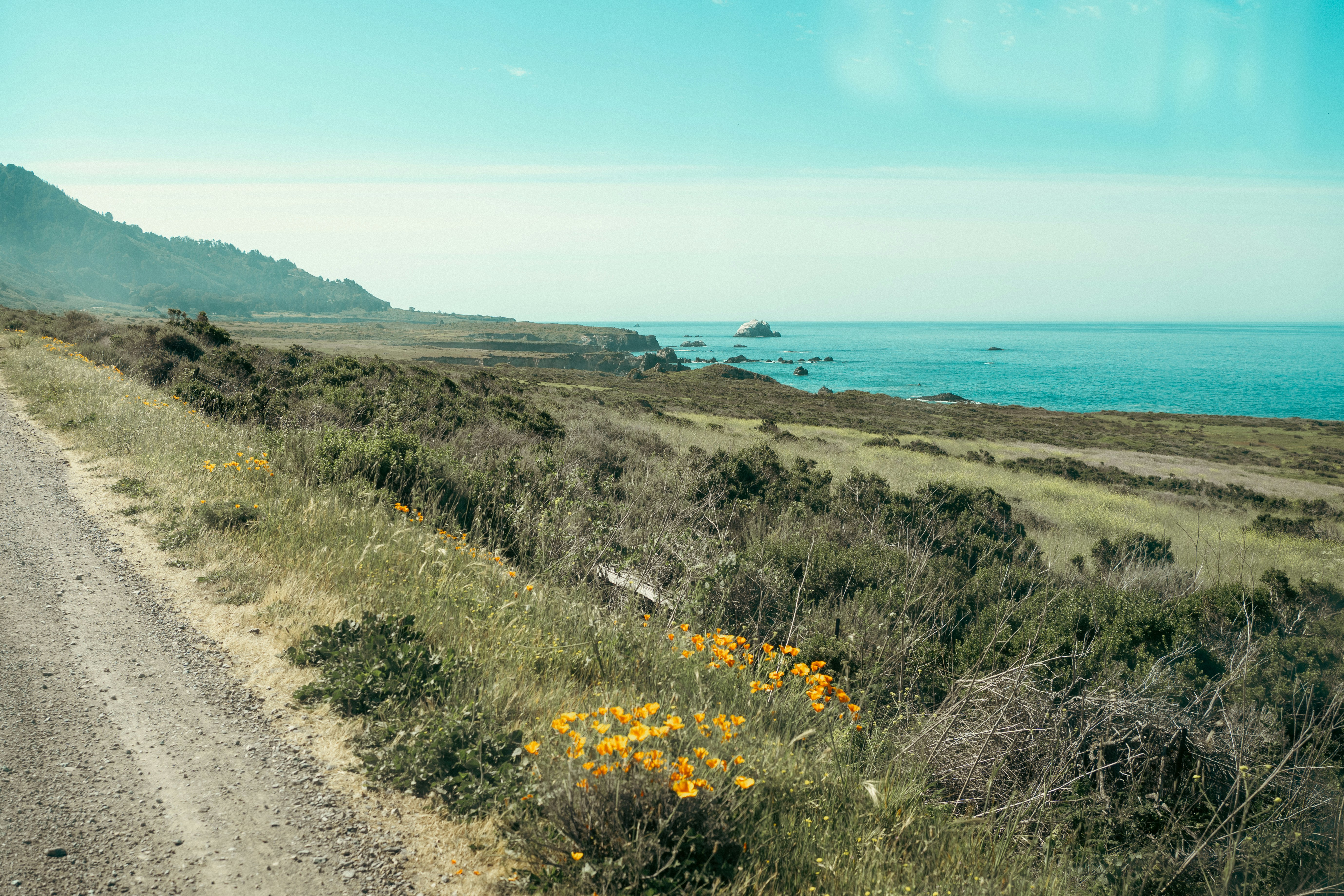 Roadside Yellow Blooms along the Coastal Plain
