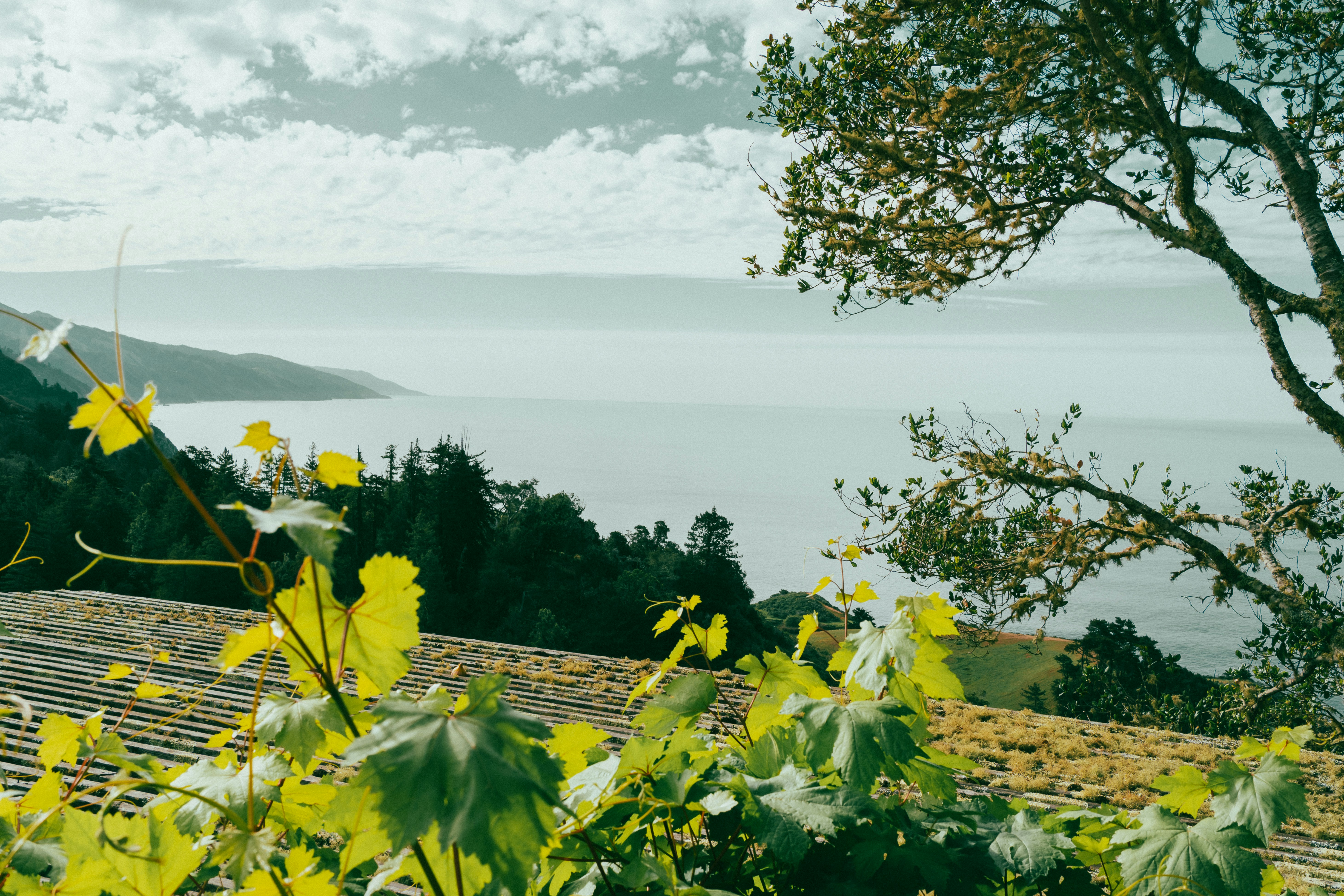 Vineyard Veil: Sea Horizon Behind Evergreen Slopes