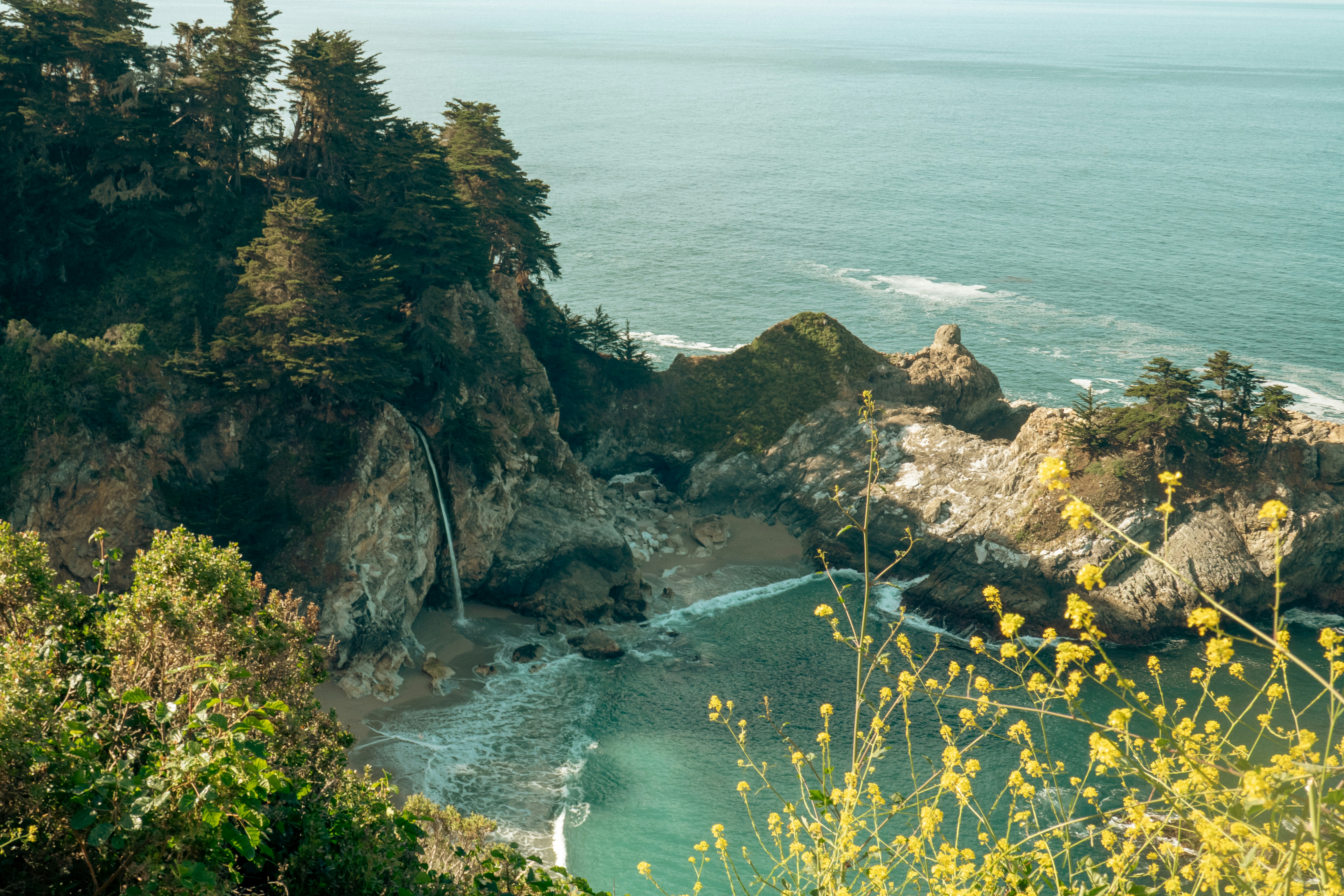 Coastal Cove Framed by Wildflowers and Cliffside Pines