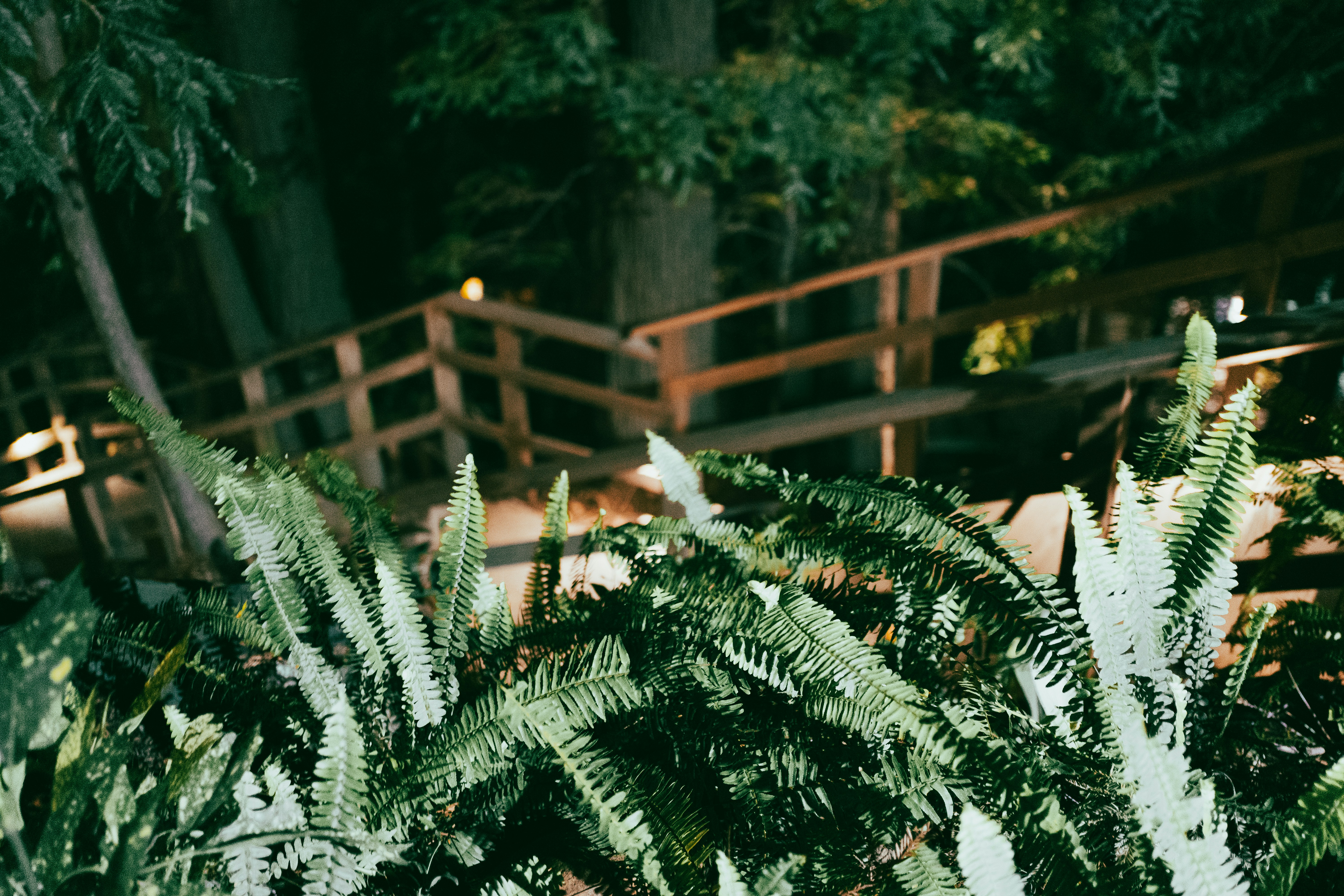 Fern Edge Overlook: Wooden railing glimmers beyond a lush foreground