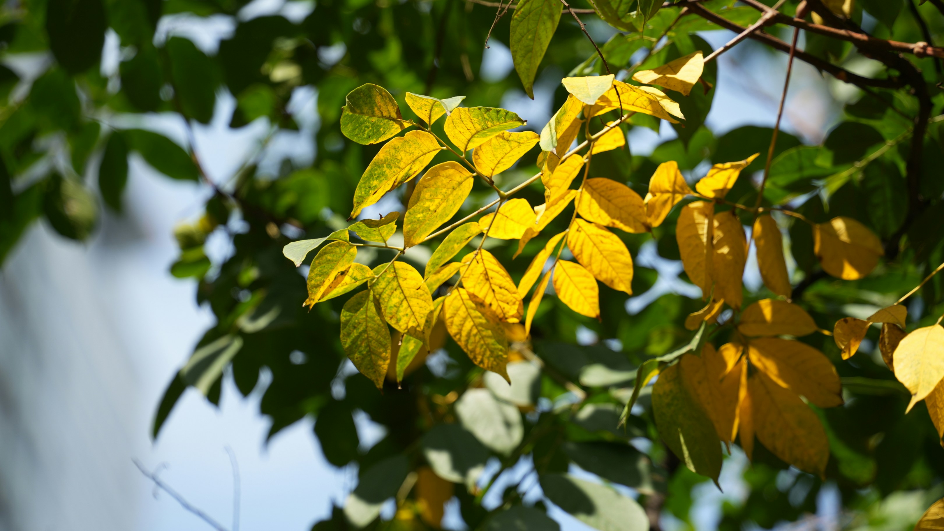 Sunlit Foliage: A Cascade of Golden Leaves Framing Blue Sky
