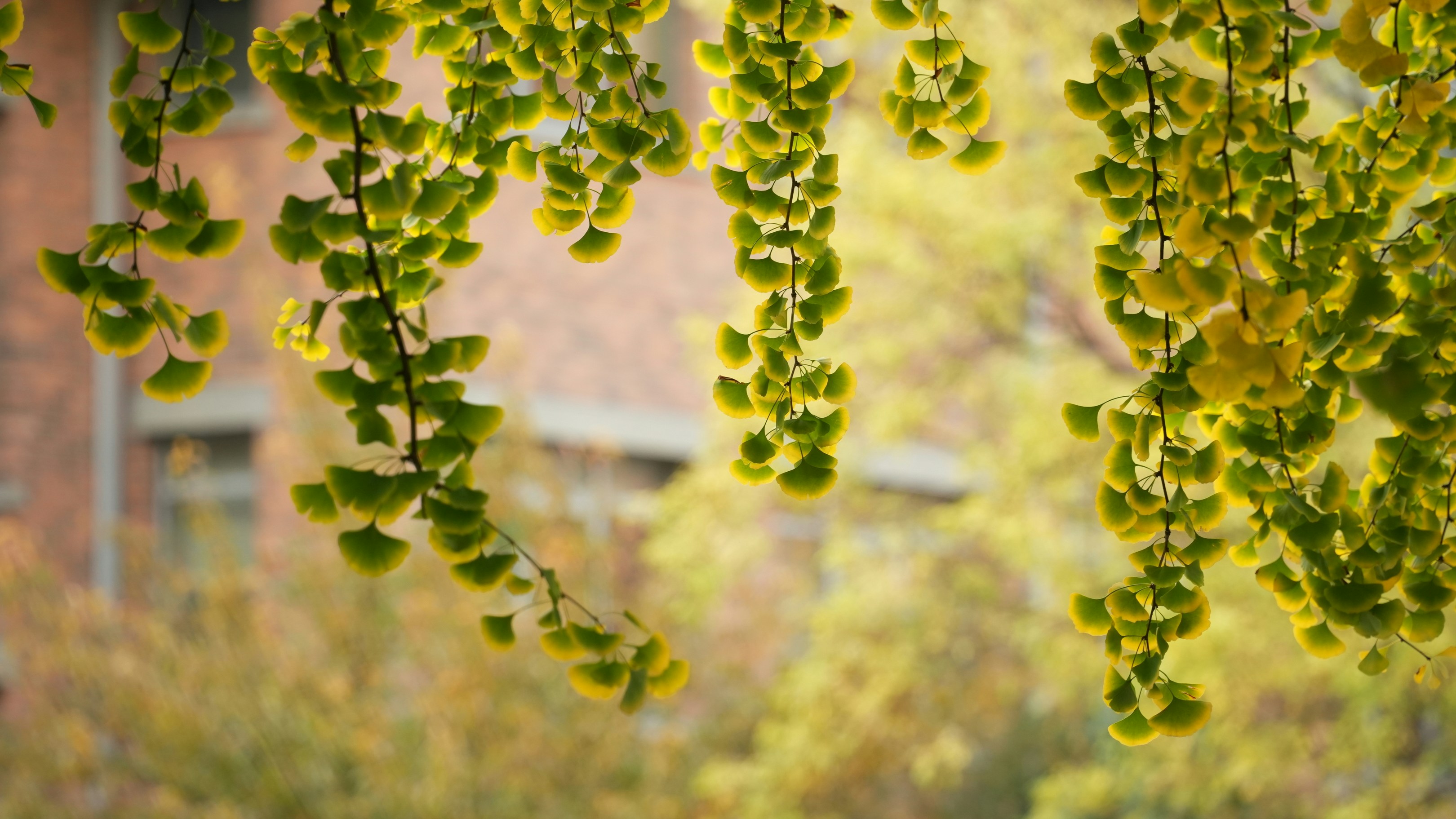Cascading Green Berries: A Quiet Evening of Fernlike Dangle