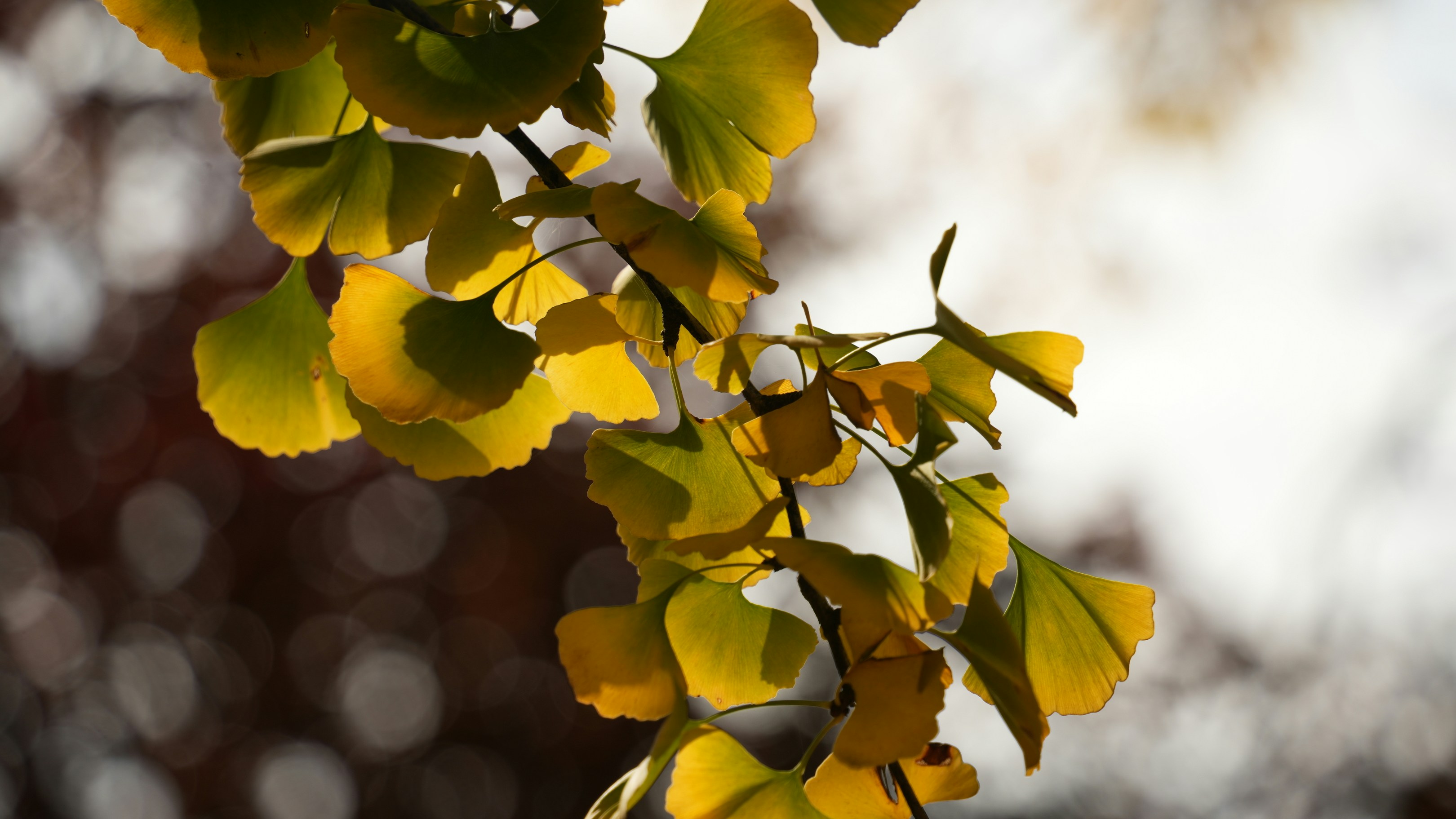 Autumn Leaves in Soft Backlight