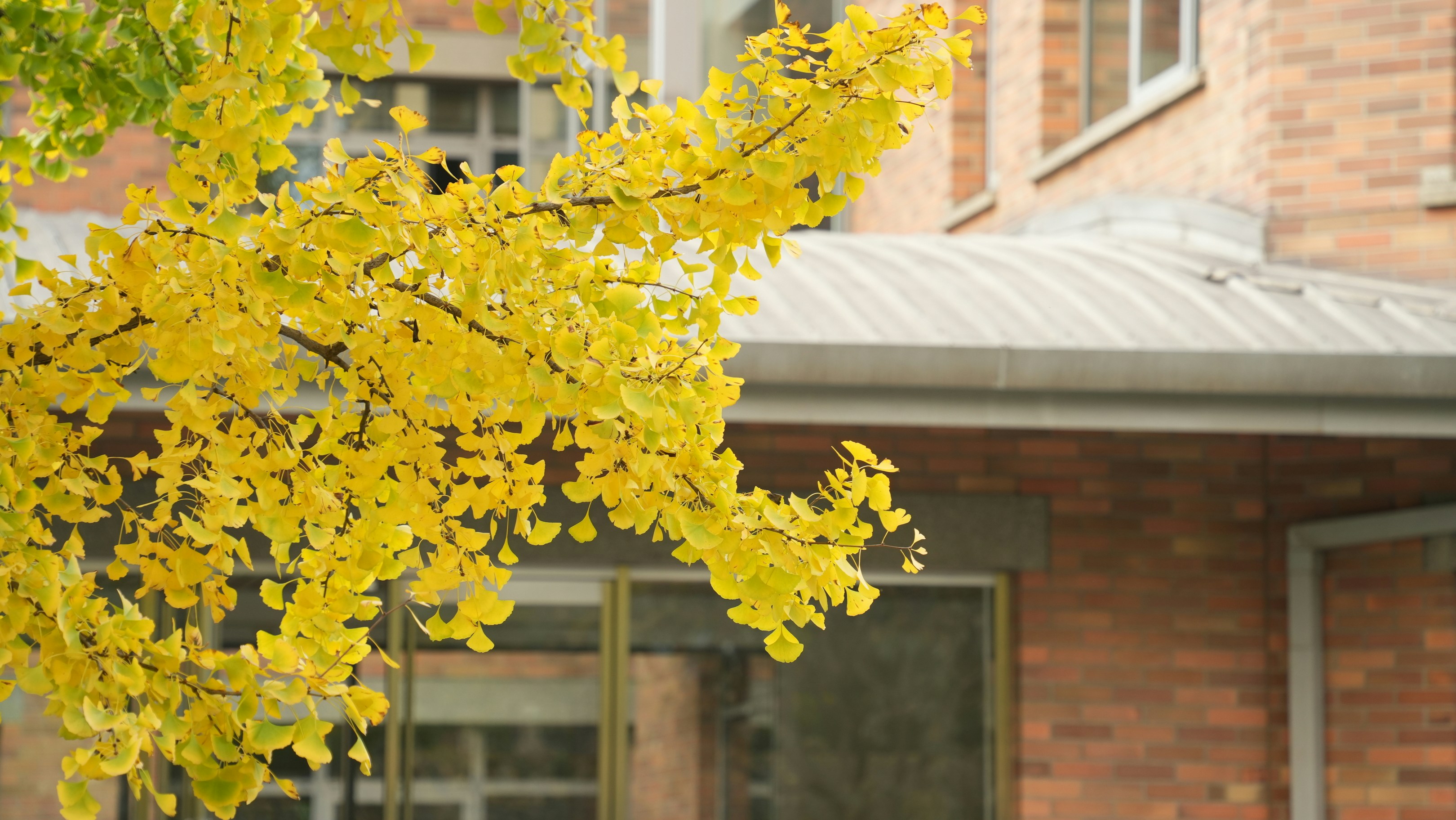 Golden Cascade Over a Brick Courtyard
