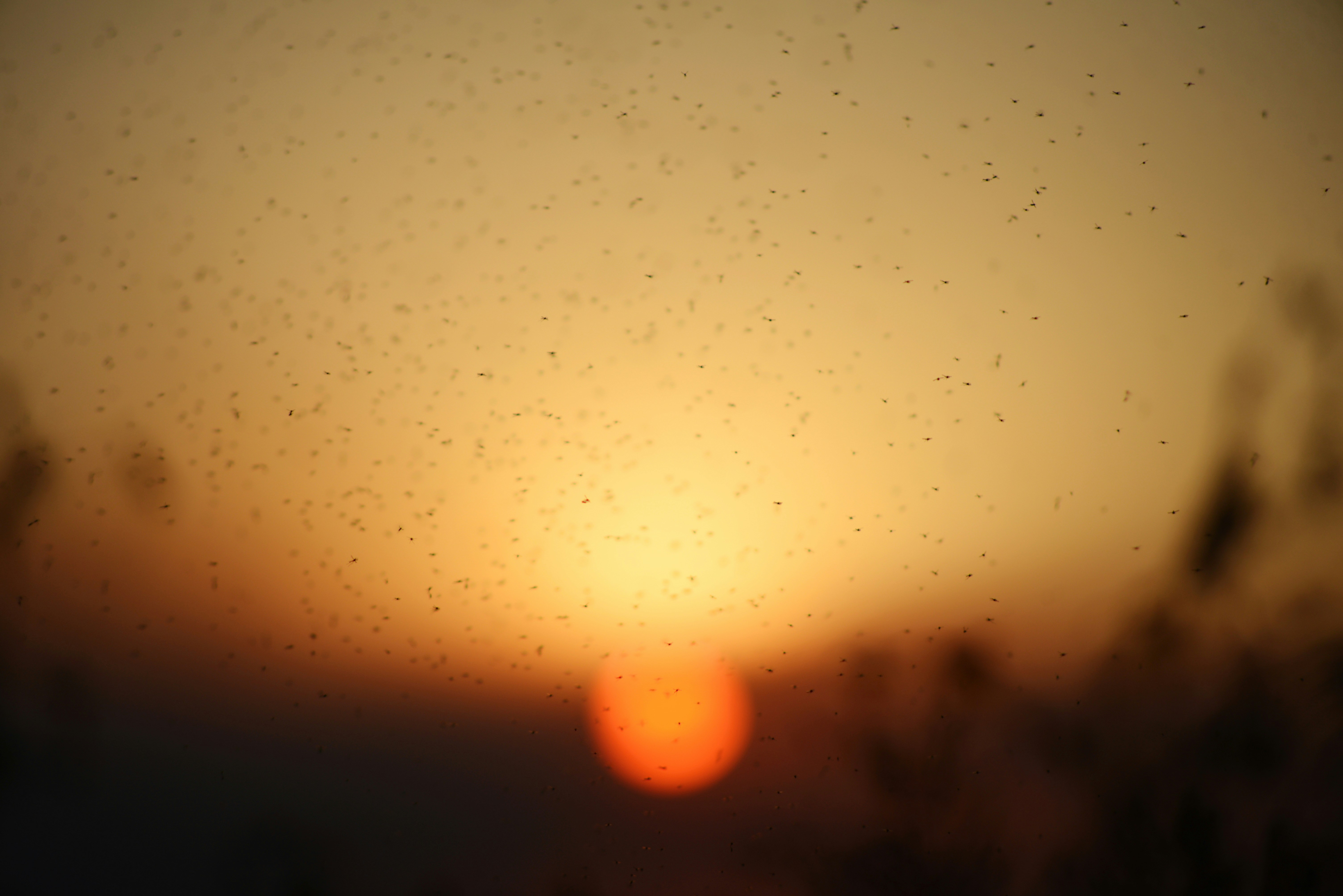 Sunset Blush Over Blurred Foliage