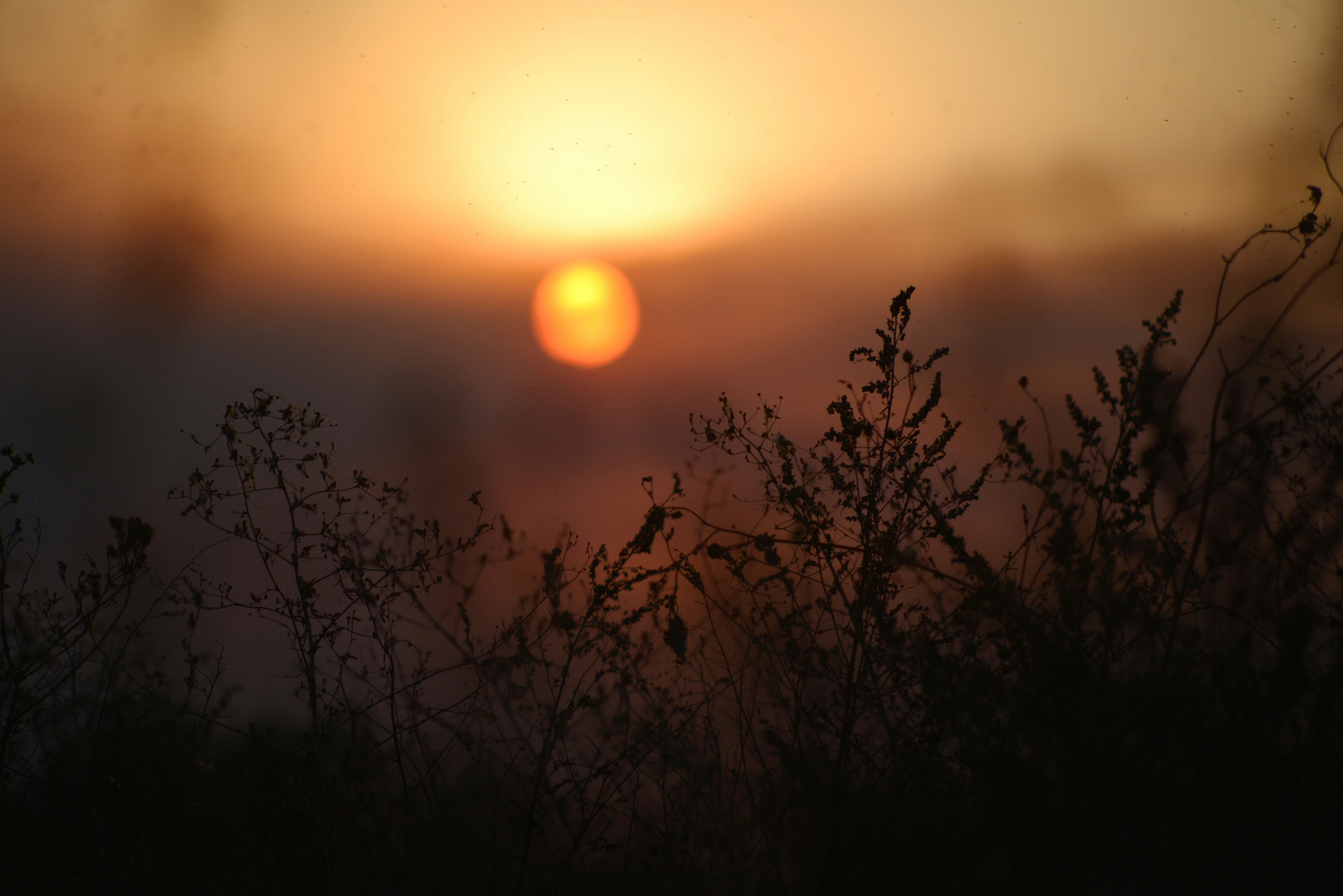 Sunlit silhouettes: a soft-focus meadow at dusk