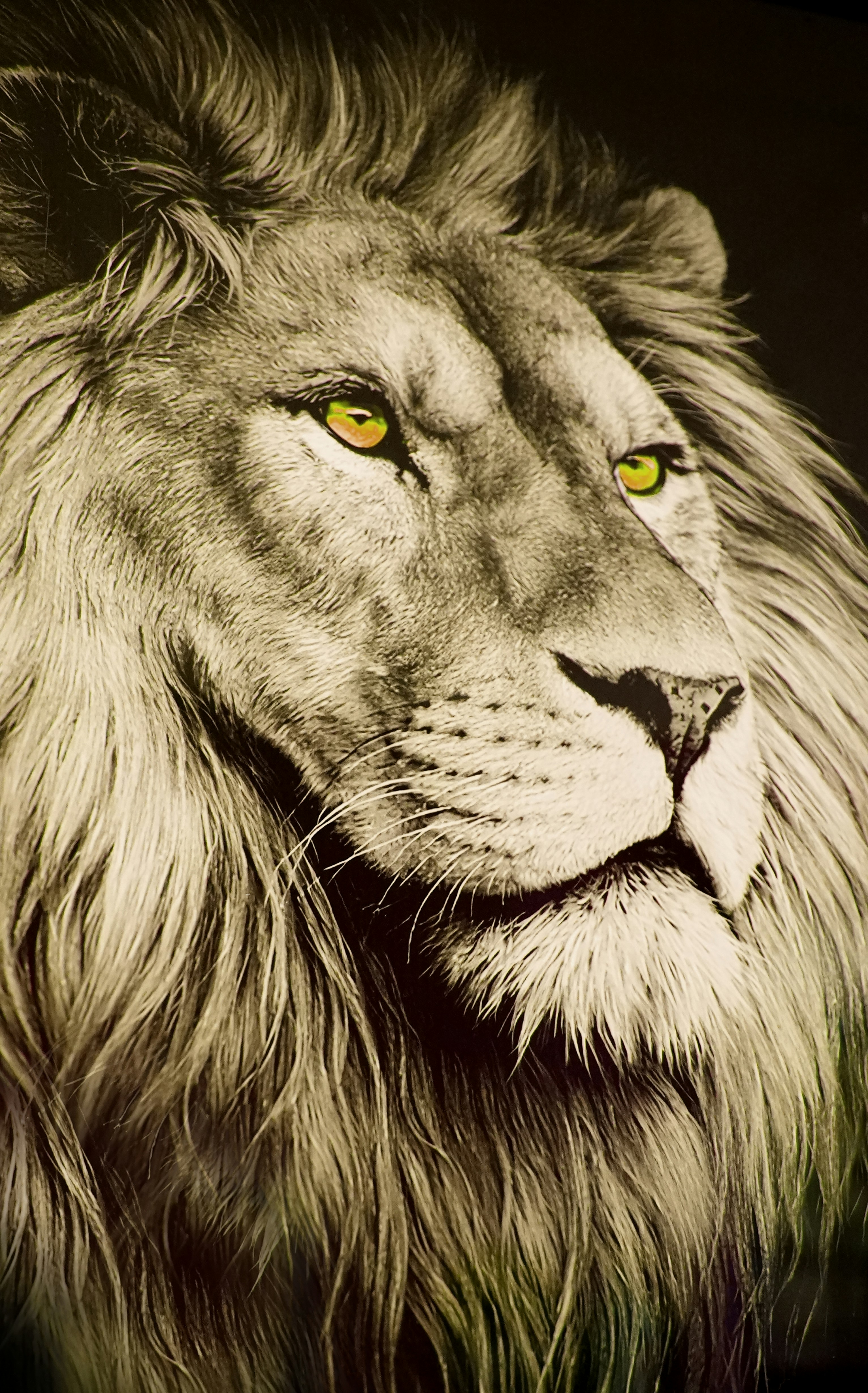 Majestic Gaze: A Regal Lion in Sepia-Tone Portrait