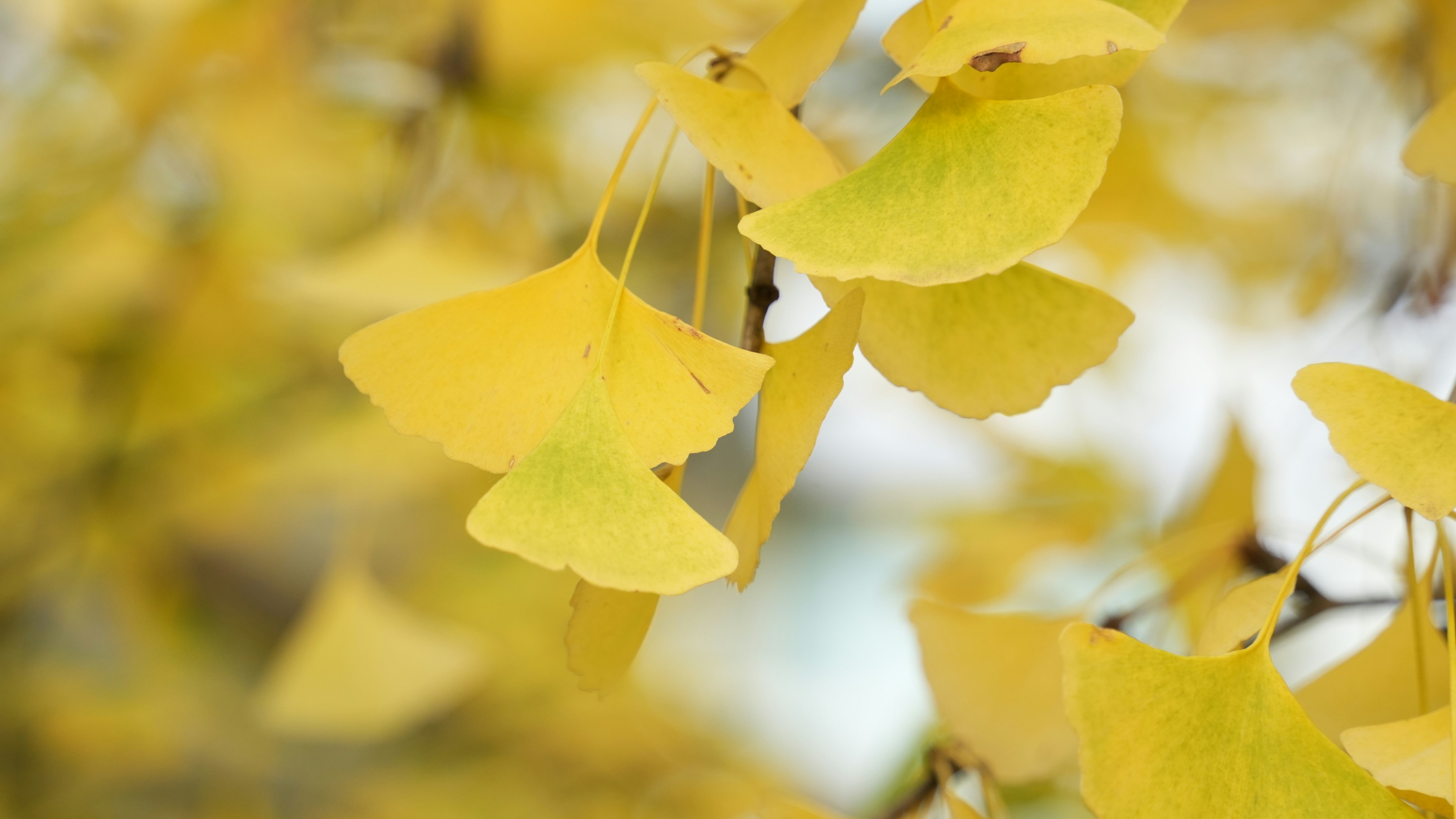 Golden Canopy: Autumn Leaves in Soft Focus