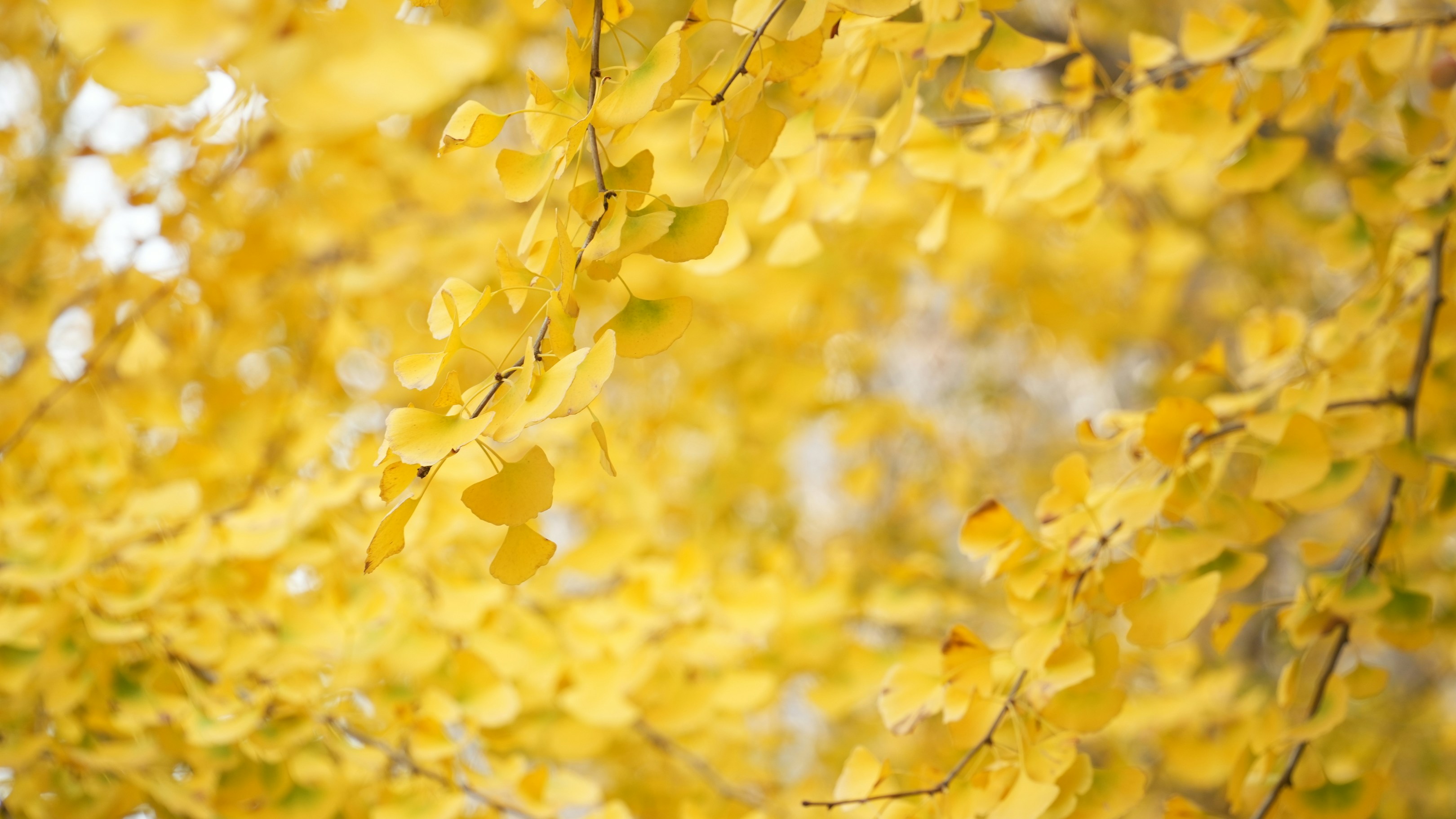 Golden Canopy: Afternoon Quiet Under Fall Leaves