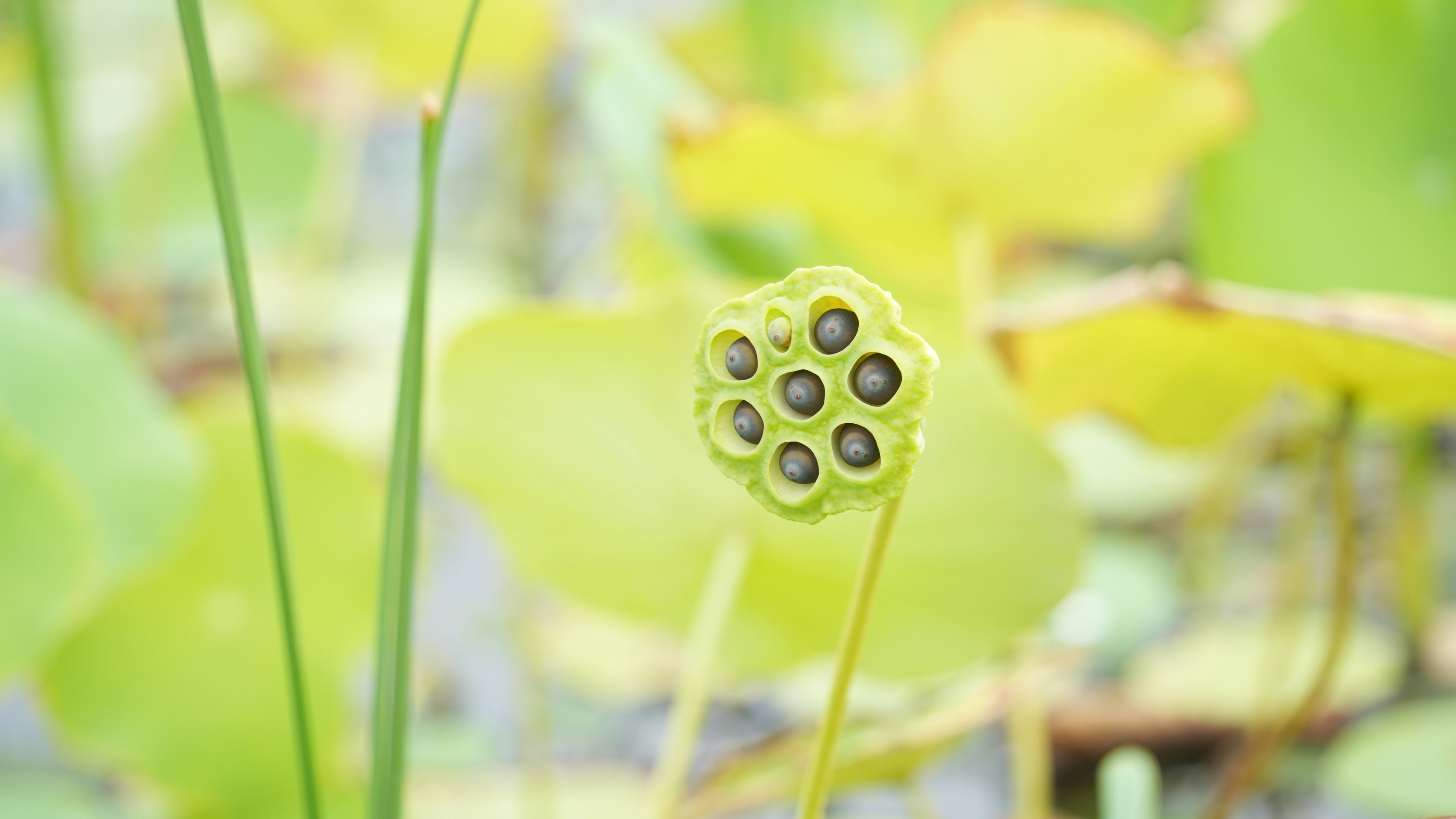Seed Pod Spotlight: Lotus Center in Soft Greens