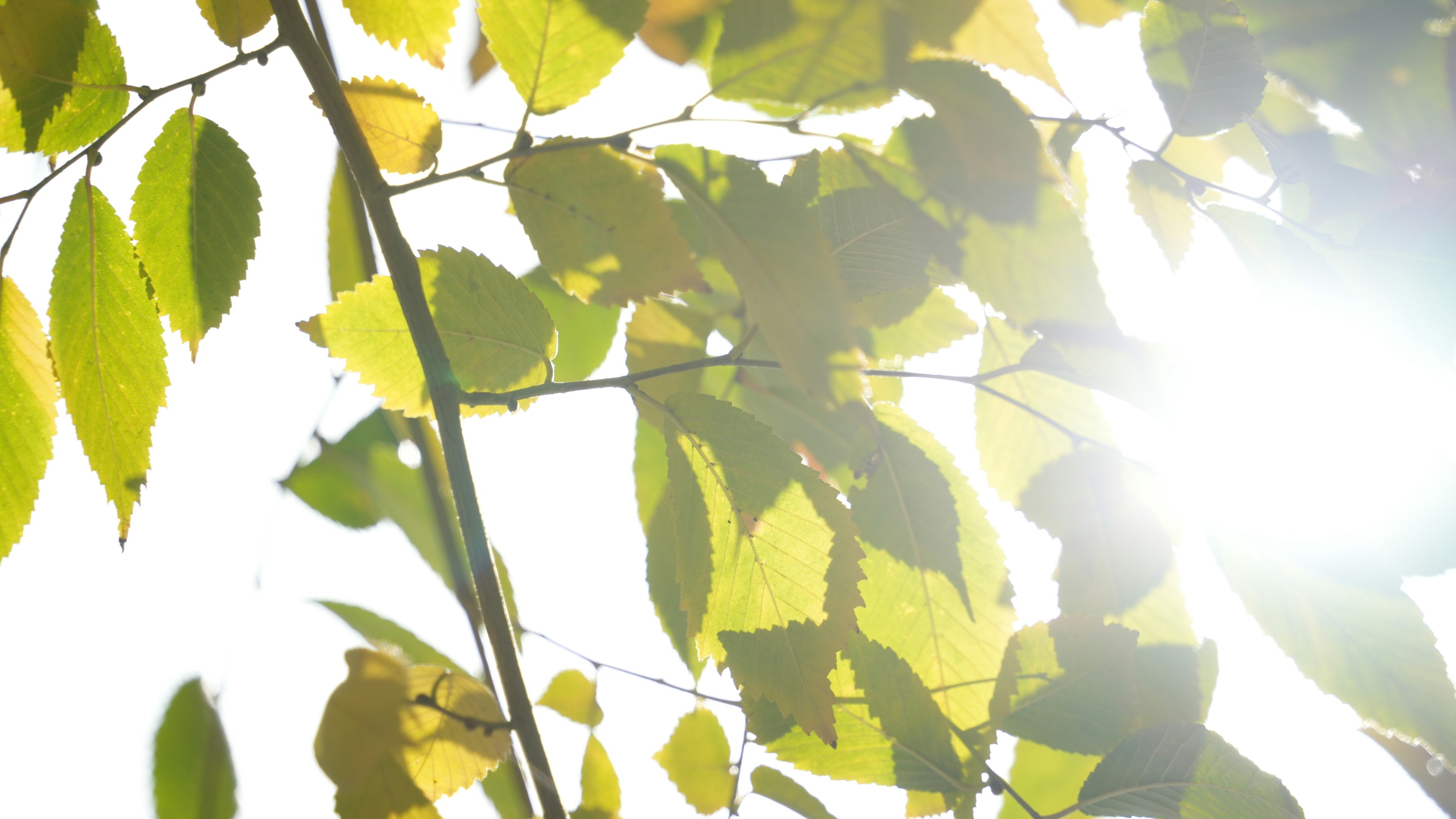 Sunlit Foliage at the Edge of Dusk