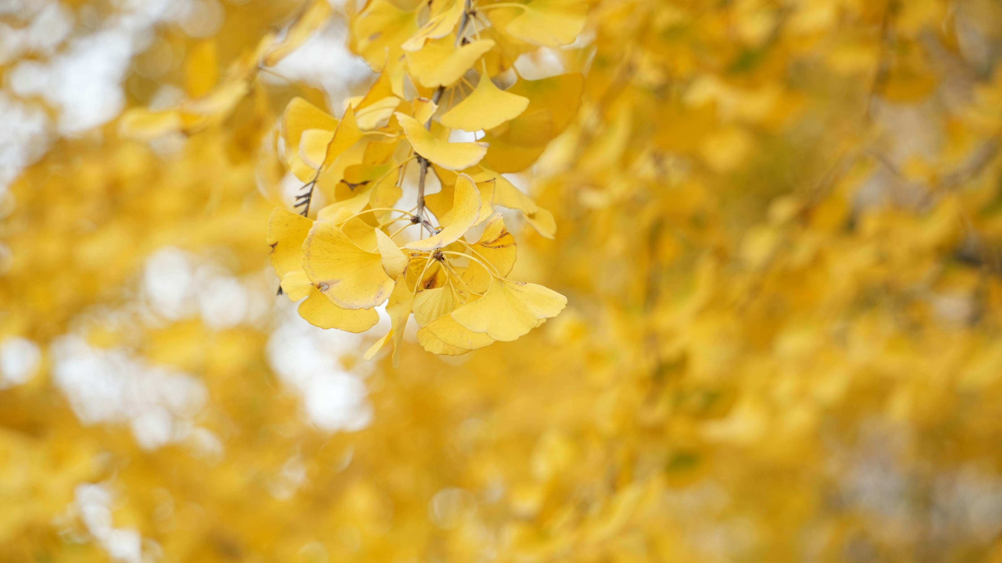 Golden Cascade: Autumn Leaves Framing a Soft Blur