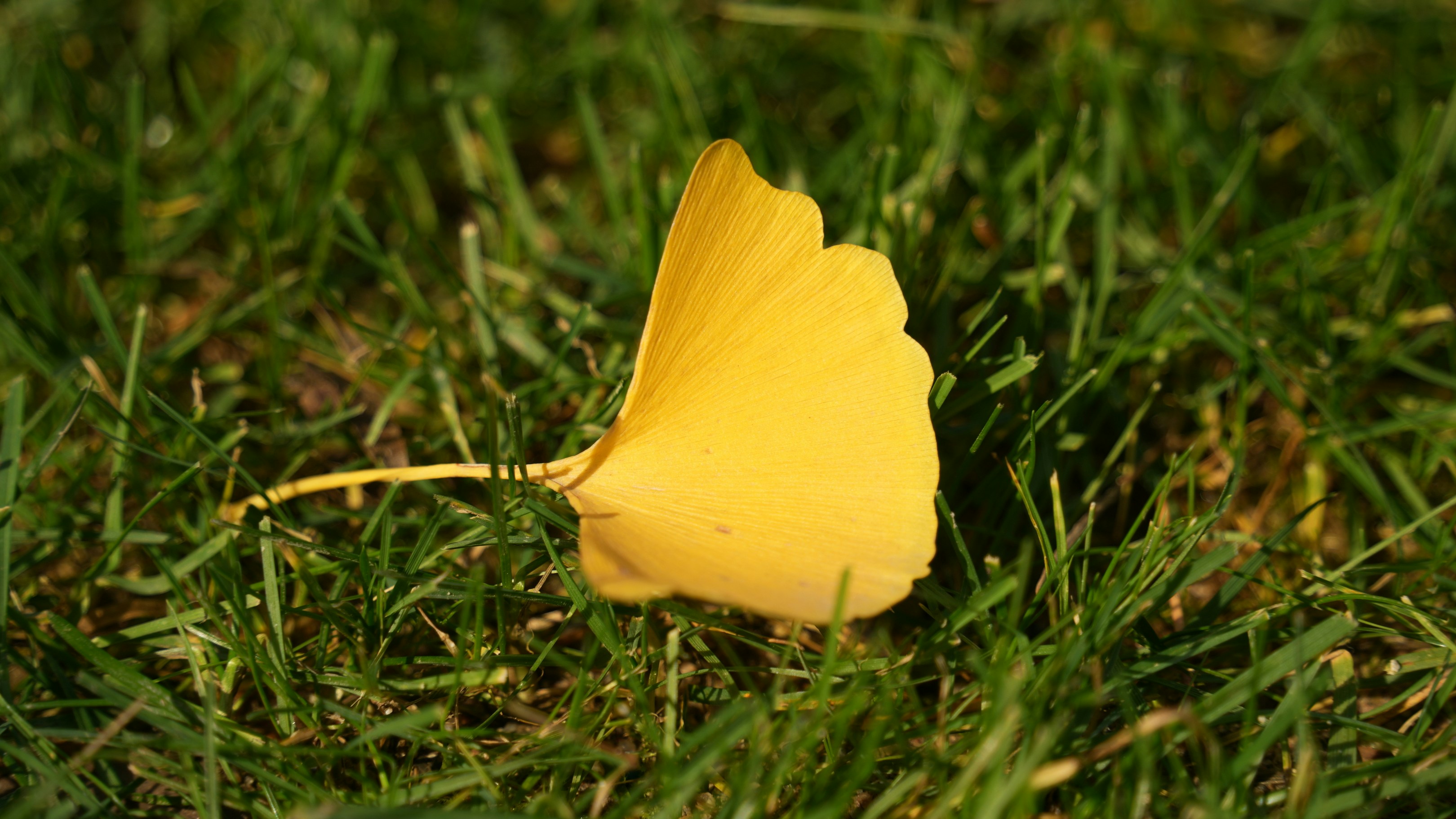 Golden Ginkgo Leaflet Resting on Grass
