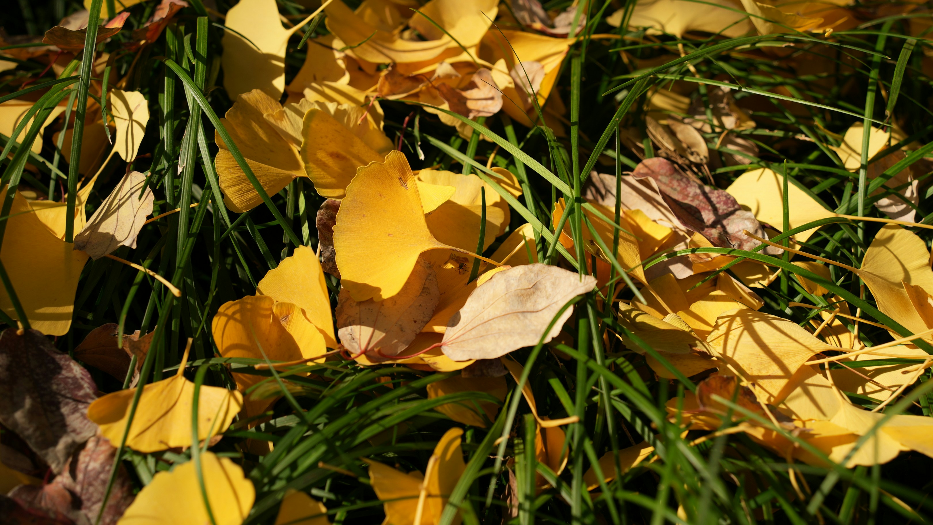 Autumn Gilt: Fallen Leaves Amid Green Grass