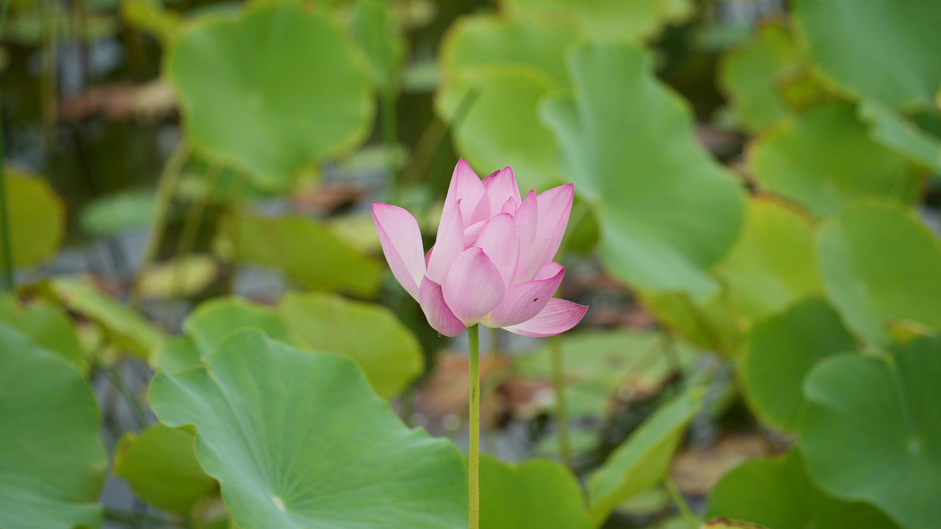 Pink Lotus in a Sea of Green