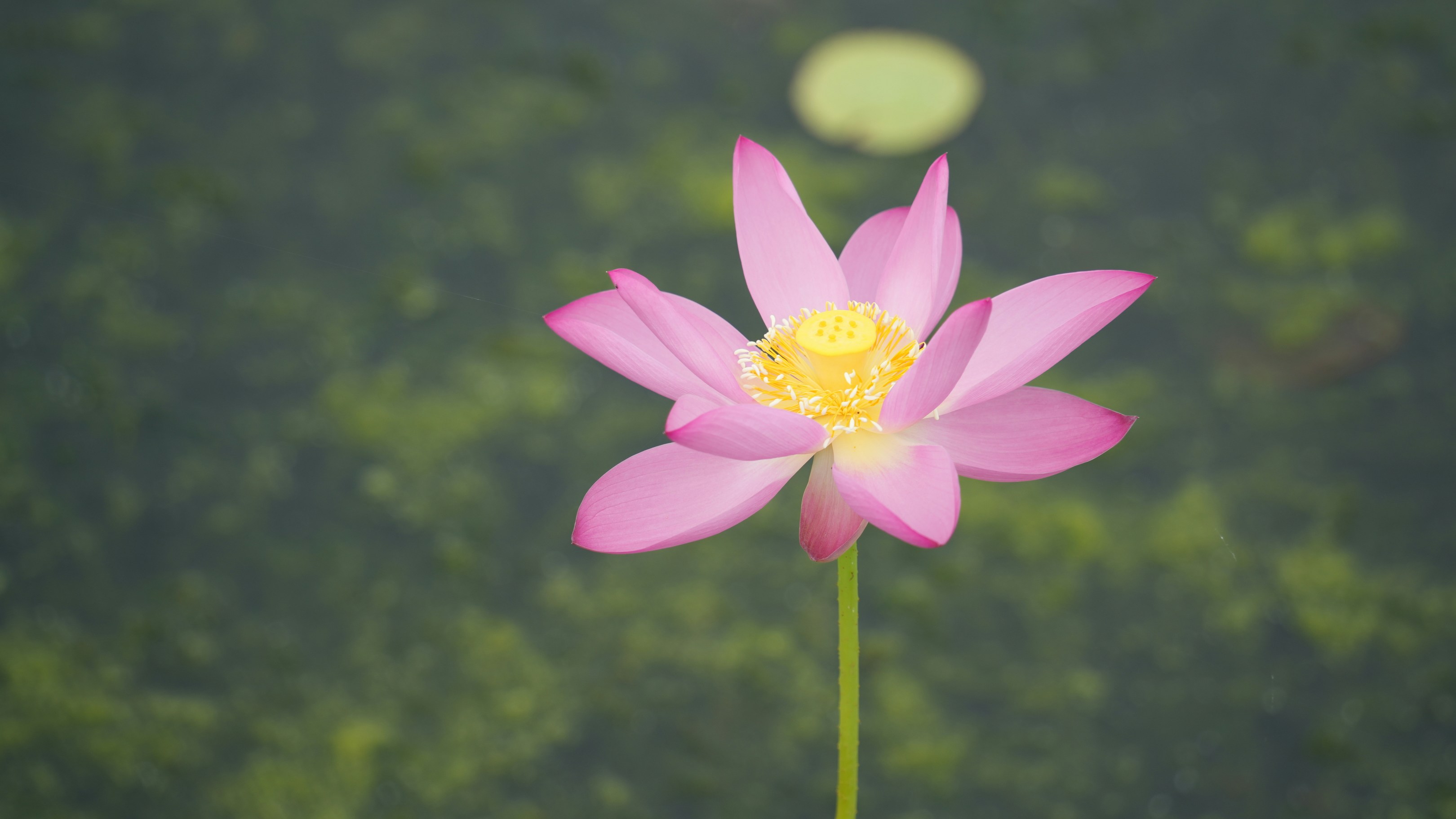 Pink Lotus in Quiet Pond: A Single Bloom in Soft Focus