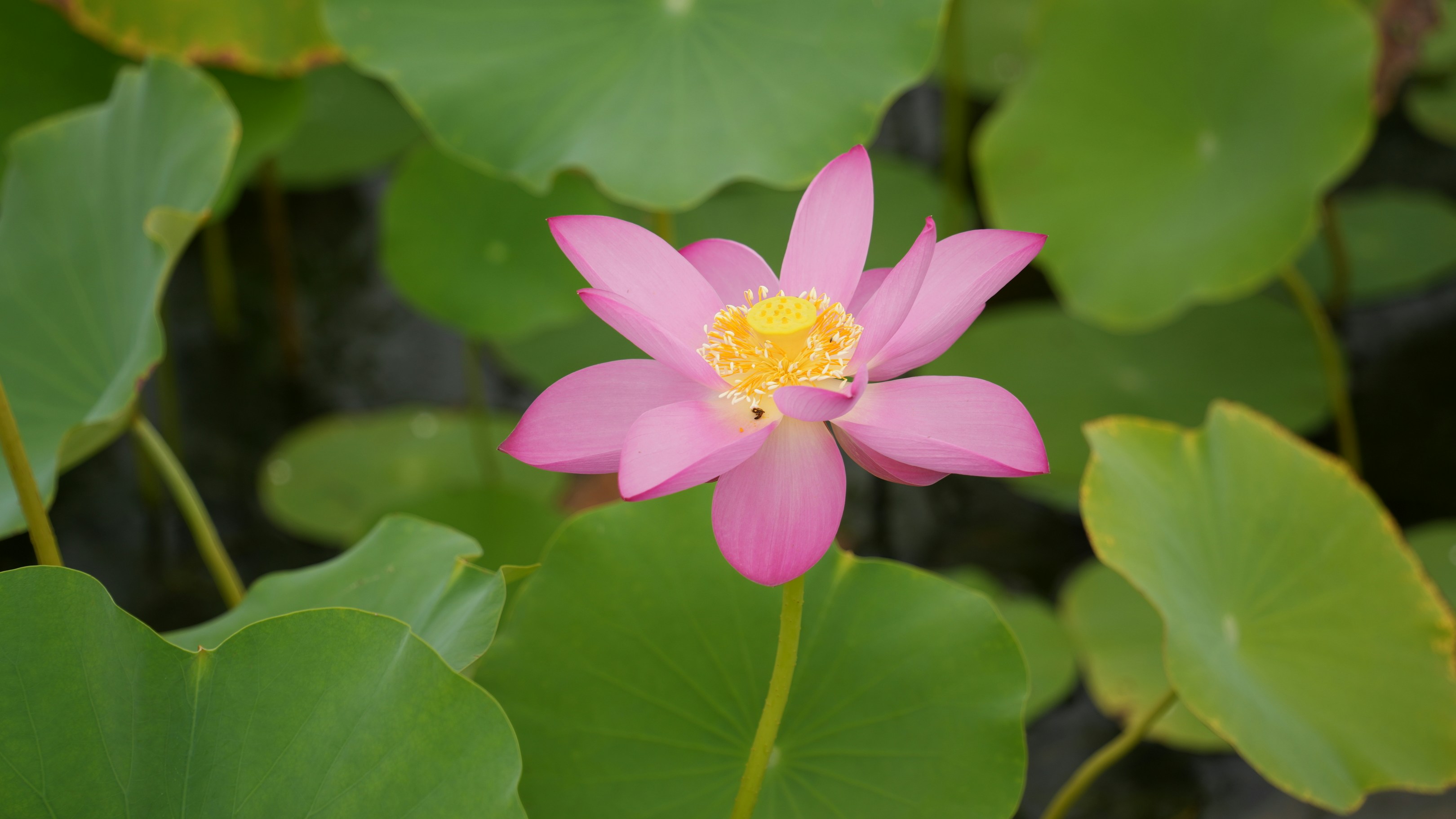 Pink Lotus Bloom Amid Green Pads
