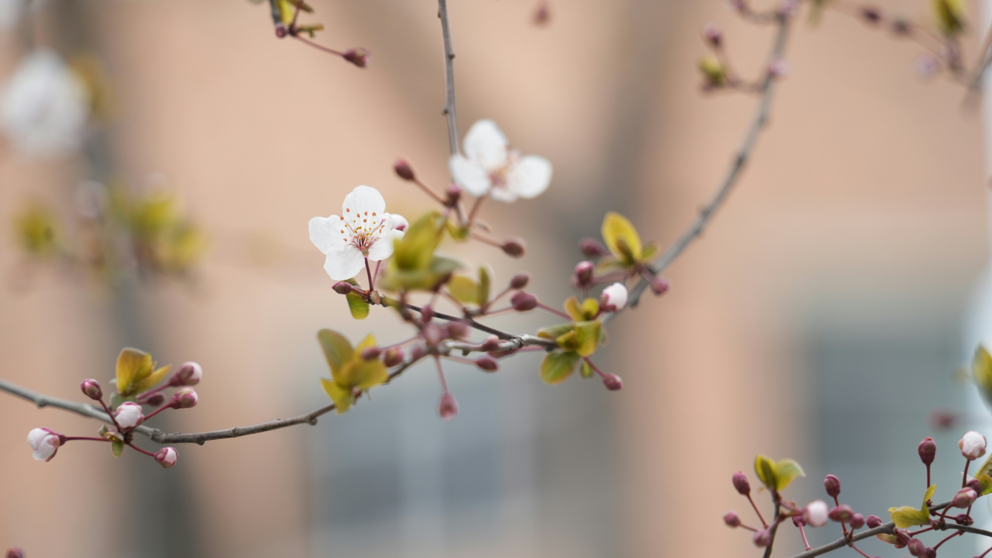 Blossoms on a Quiet Branch: Delicate White Petals in Soft Focus