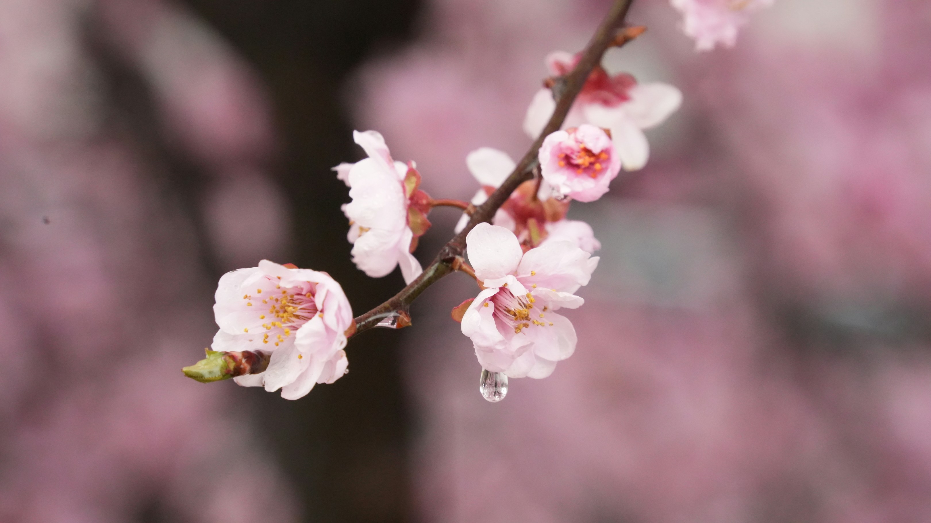 Delicate pink cherry blossoms on a branch with water droplets.