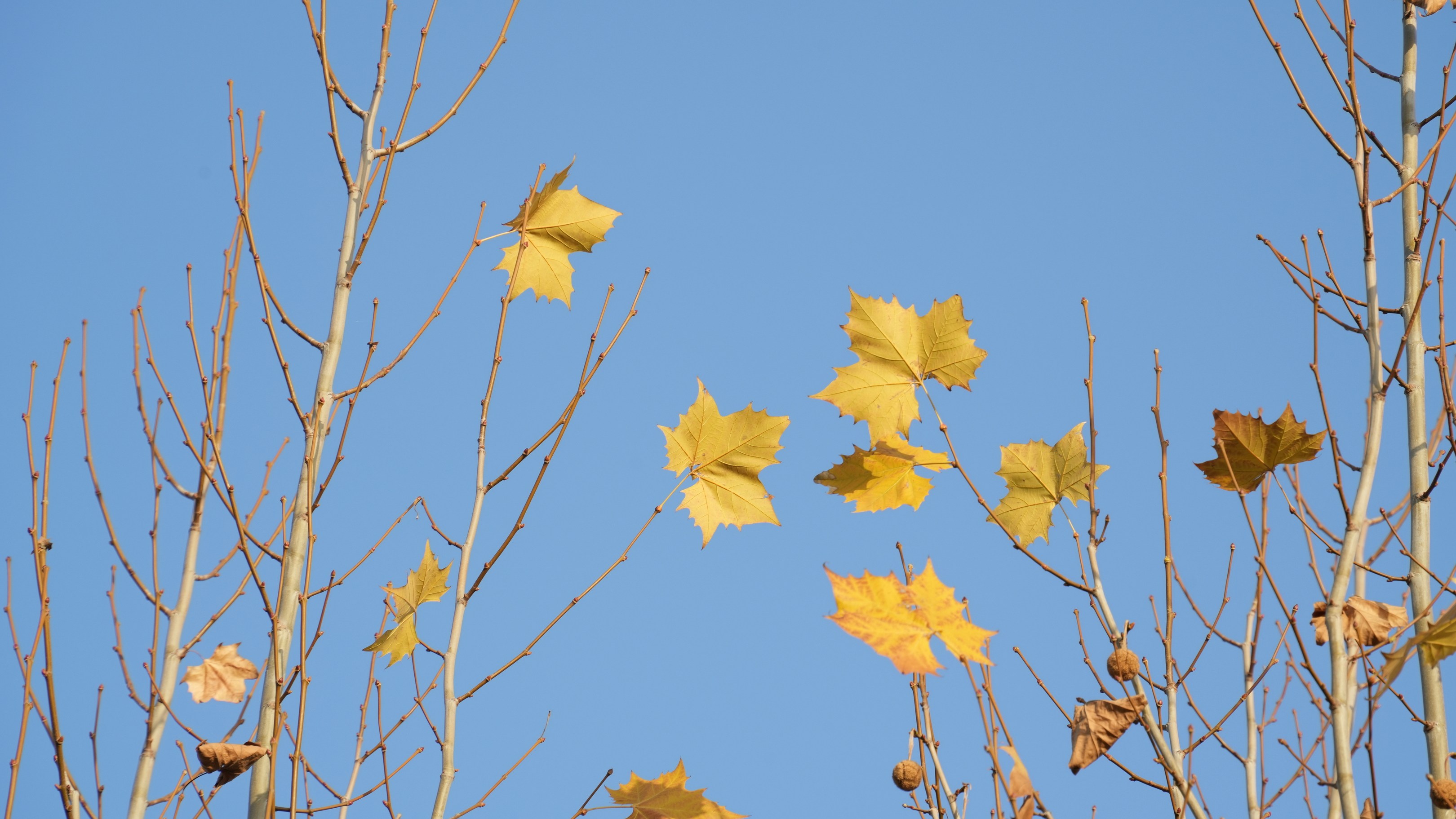 Autumn Leaves in a Clear Sky