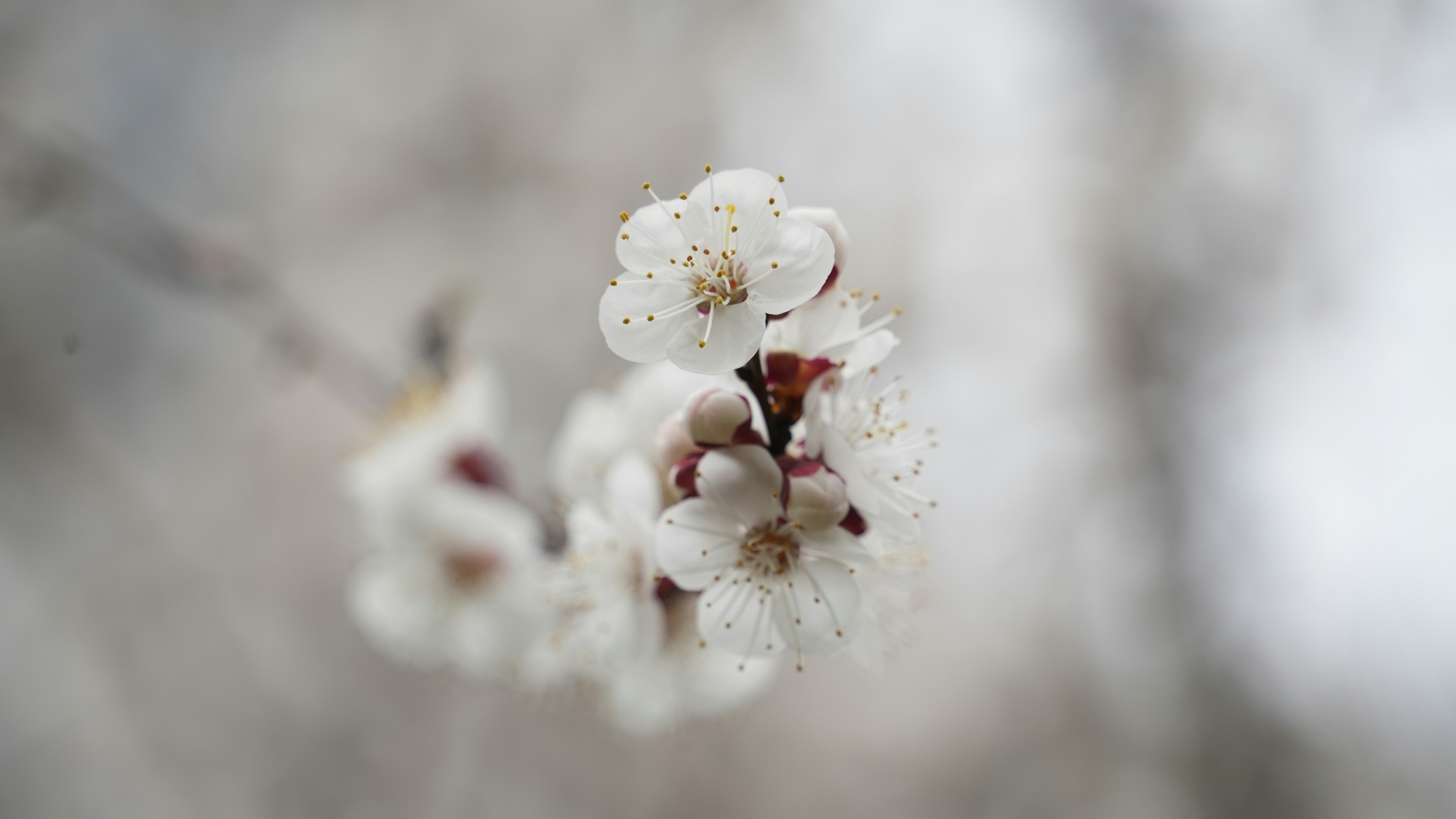 Blossom in Soft Focus: Gentle Cherry Blooms