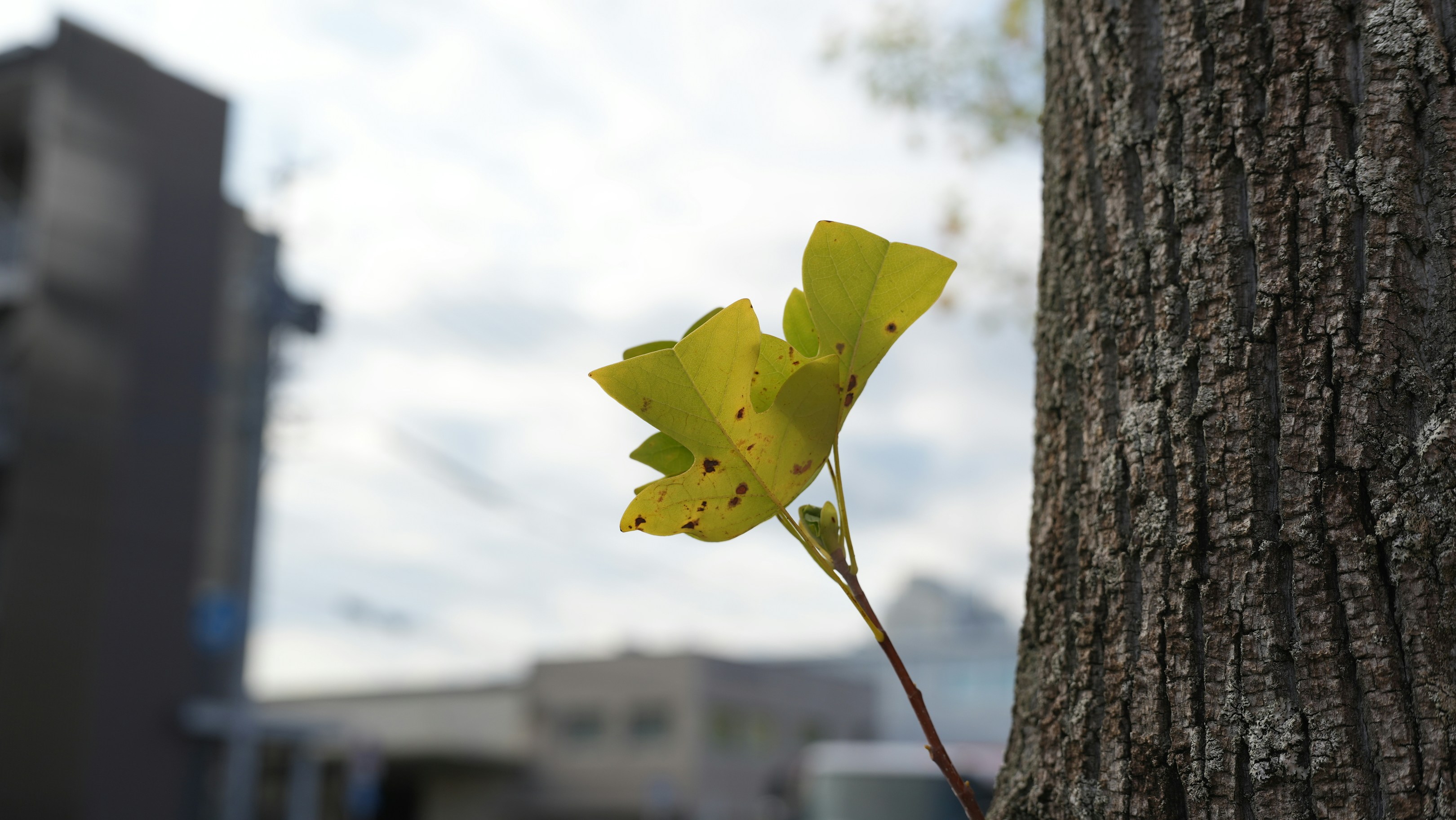 Emerald Leaf Against Cedar Bark